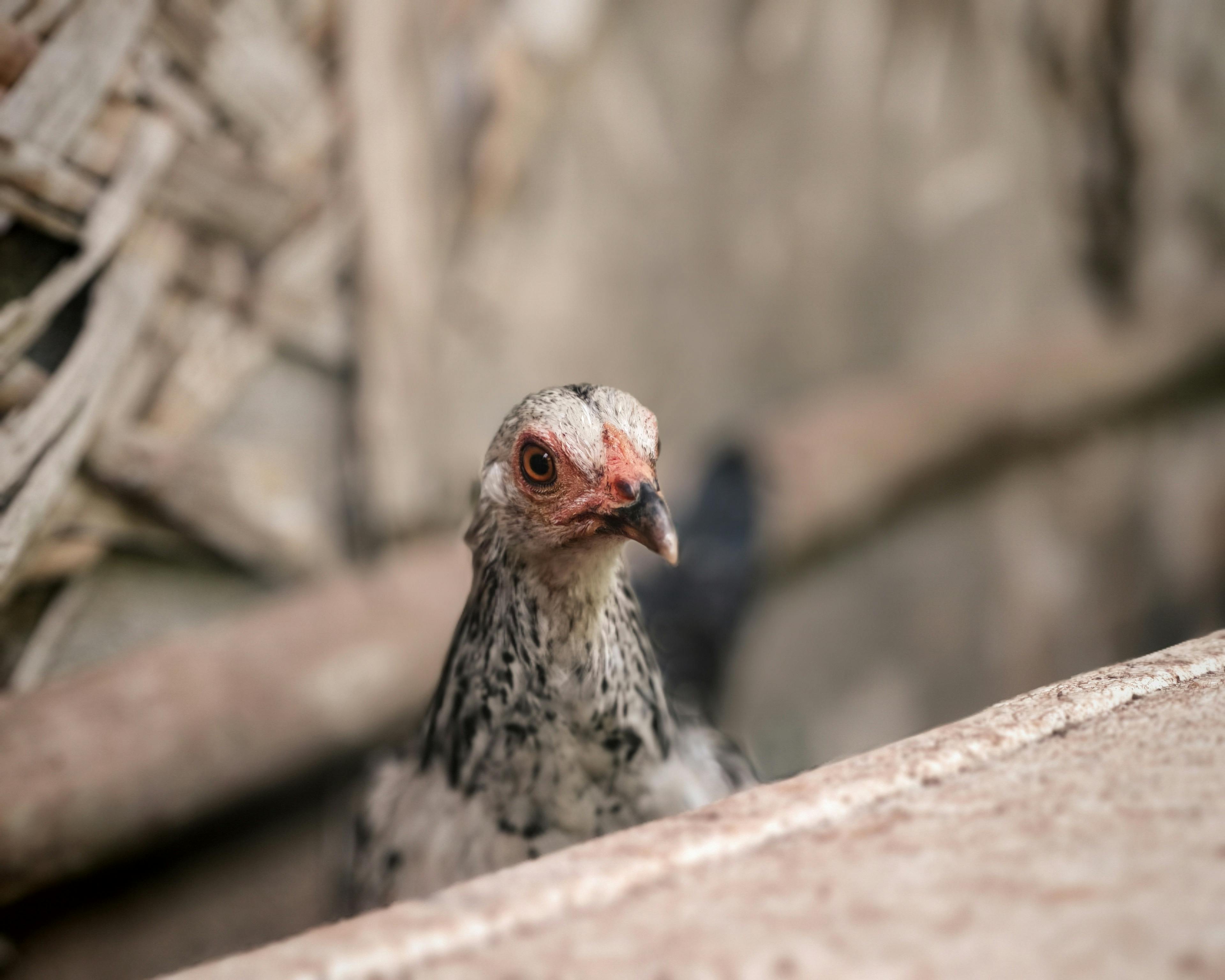 Broiler Chicken Photos, Download The BEST Free Broiler Chicken Stock ...