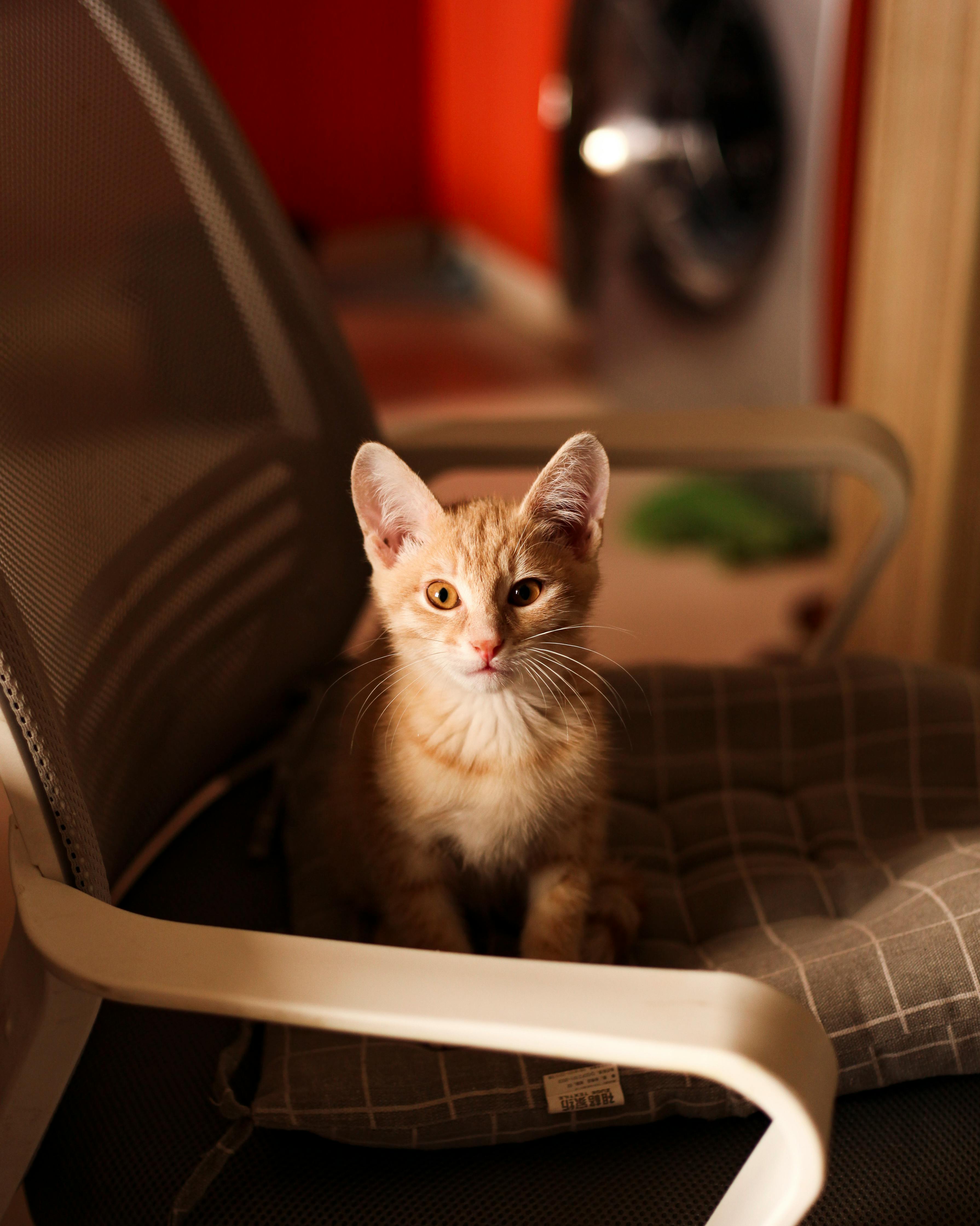 Cute Zombie Photos, Download The BEST Free Cute Zombie Stock Photos ...