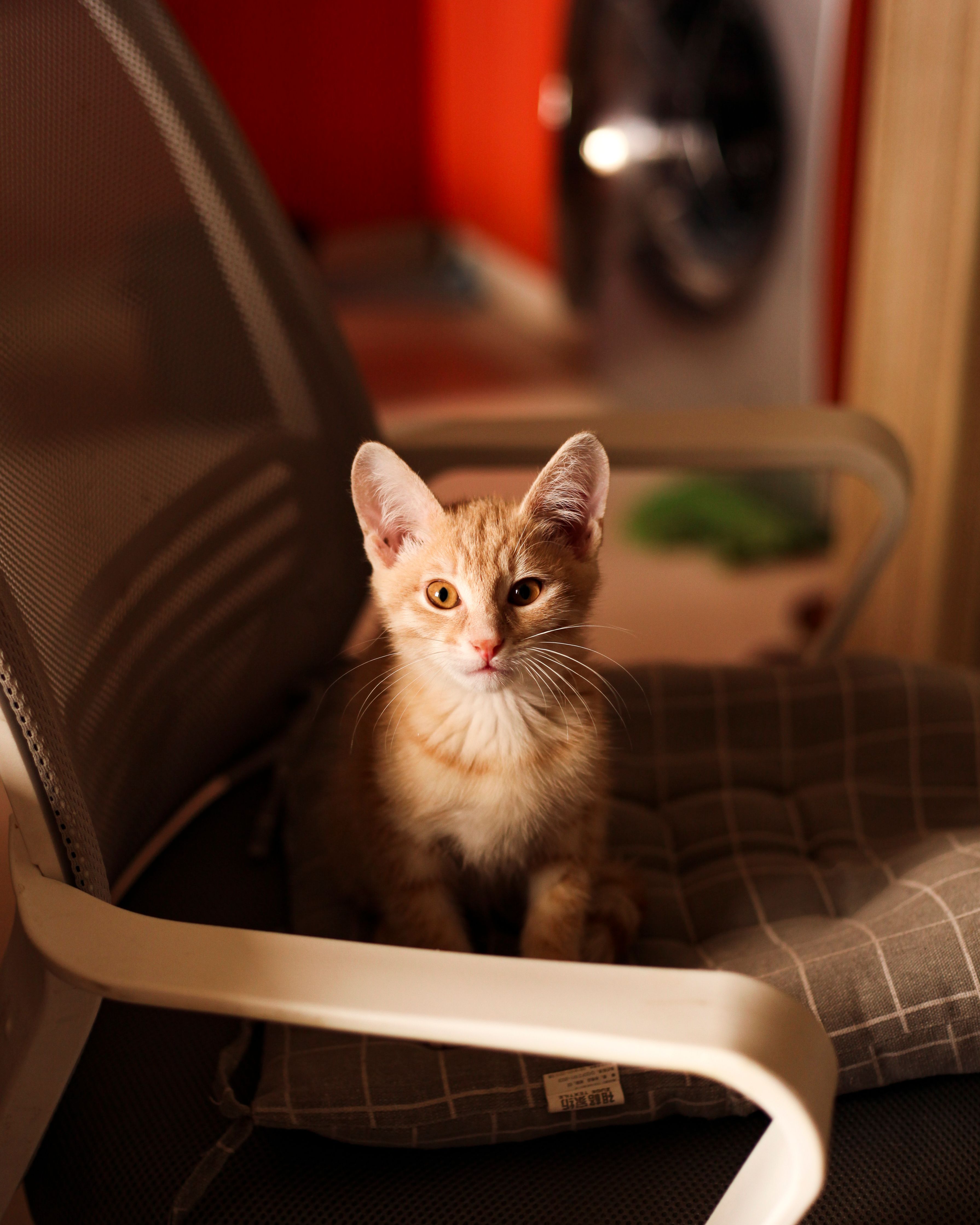 Cute Red Kitten on a Chair Indoors · Free Stock Photo