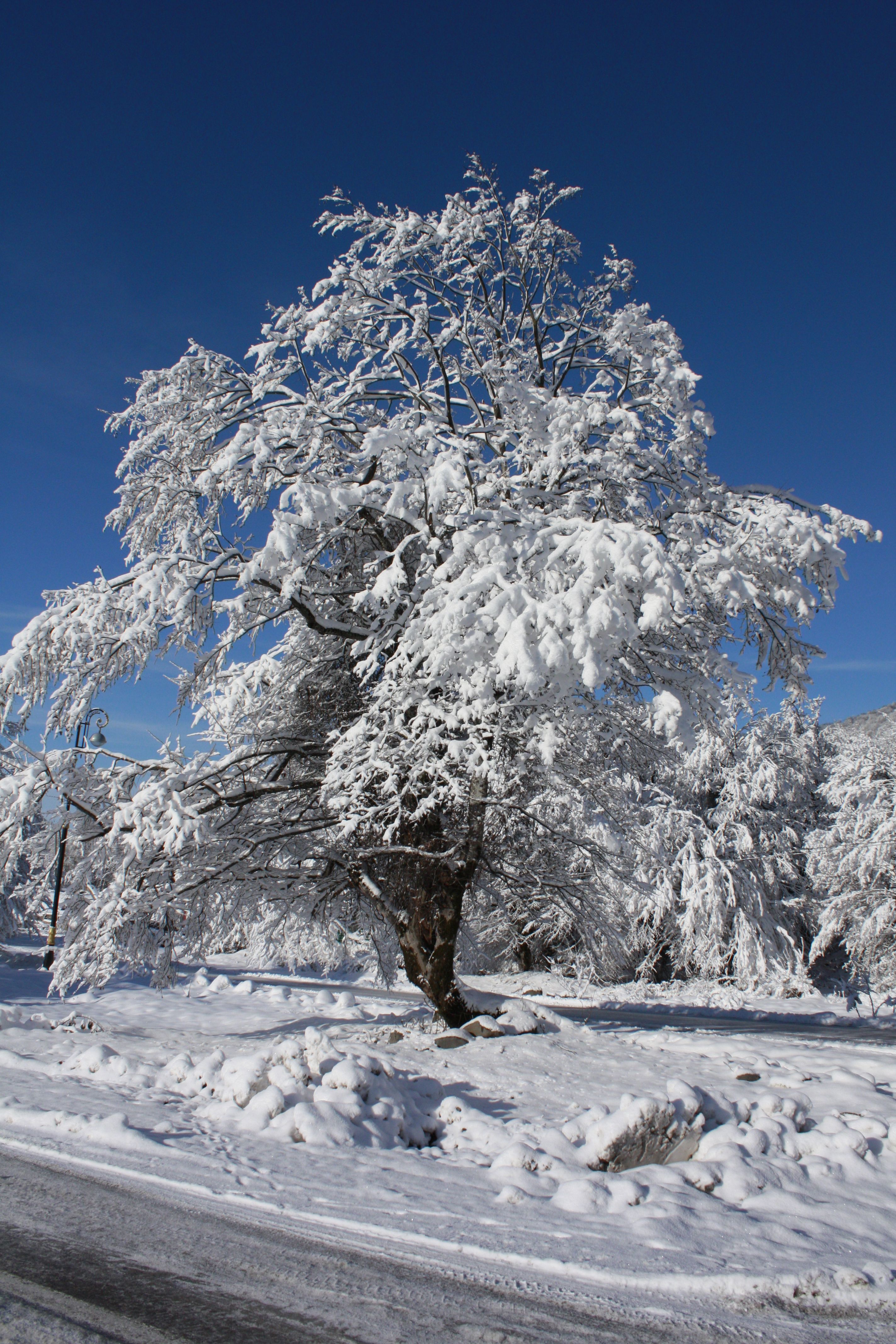 Winter Ice Tree Photos, Download The BEST Free Winter Ice Tree Stock ...