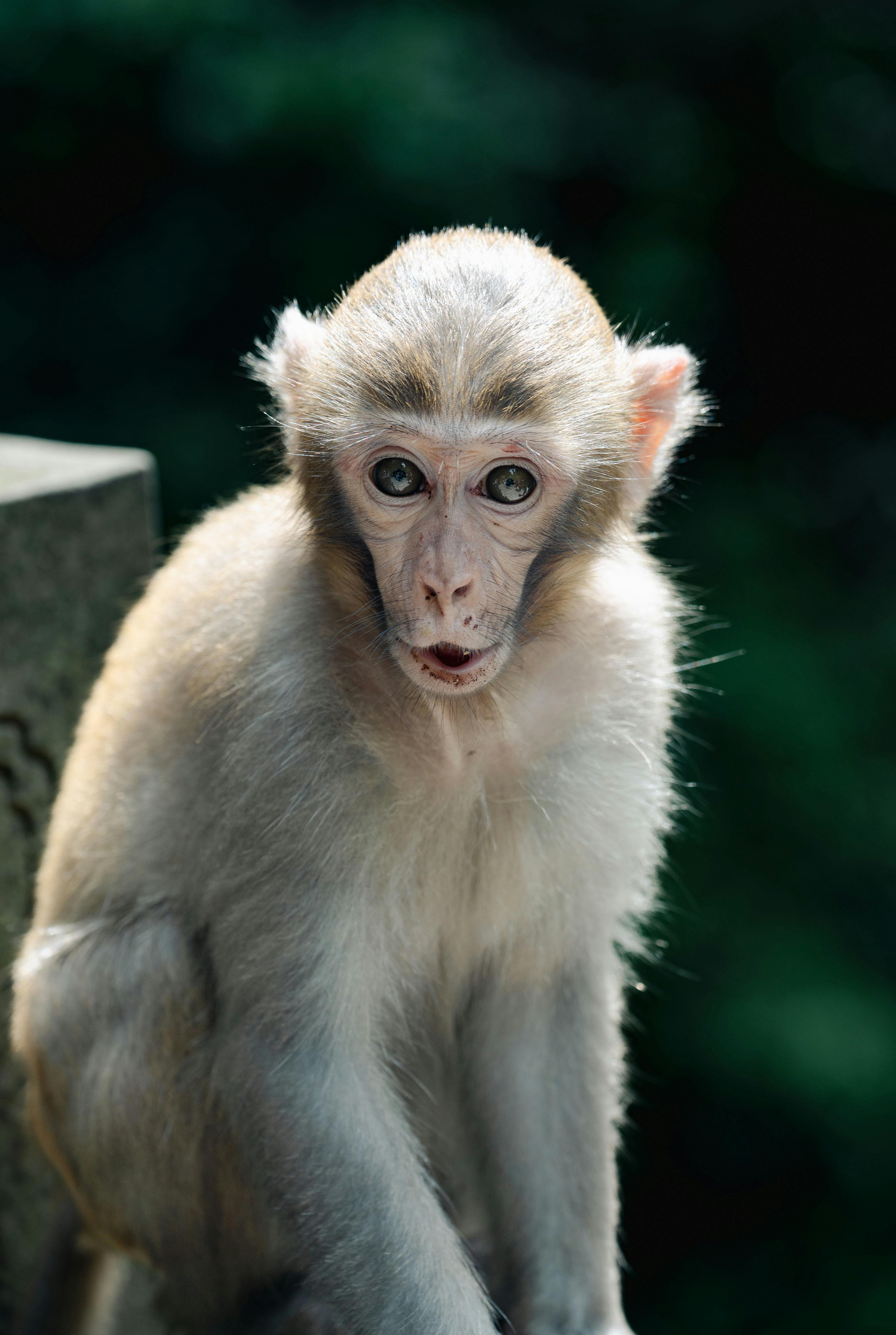 Focus Photography of Gray Monkey · Free Stock Photo