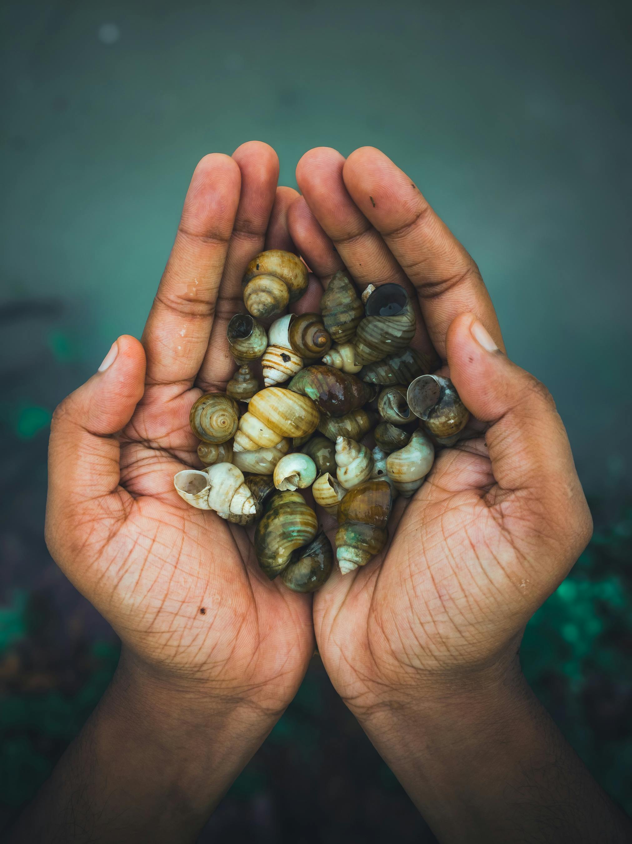 Sea Shells Photos, Download The BEST Free Sea Shells Stock Photos & HD ...