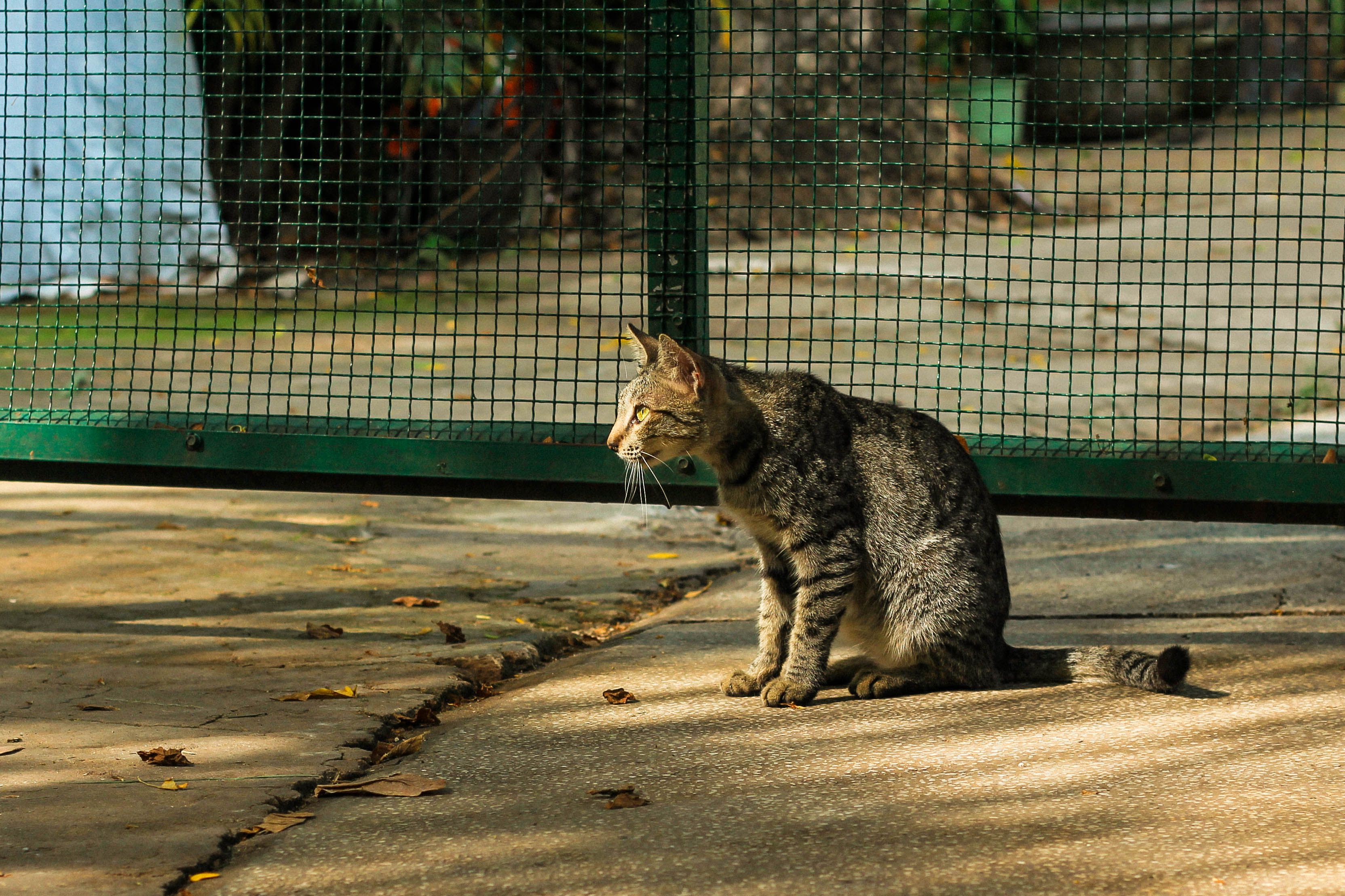 Pet Overpopulation Photos, Download The BEST Free Pet Overpopulation ...
