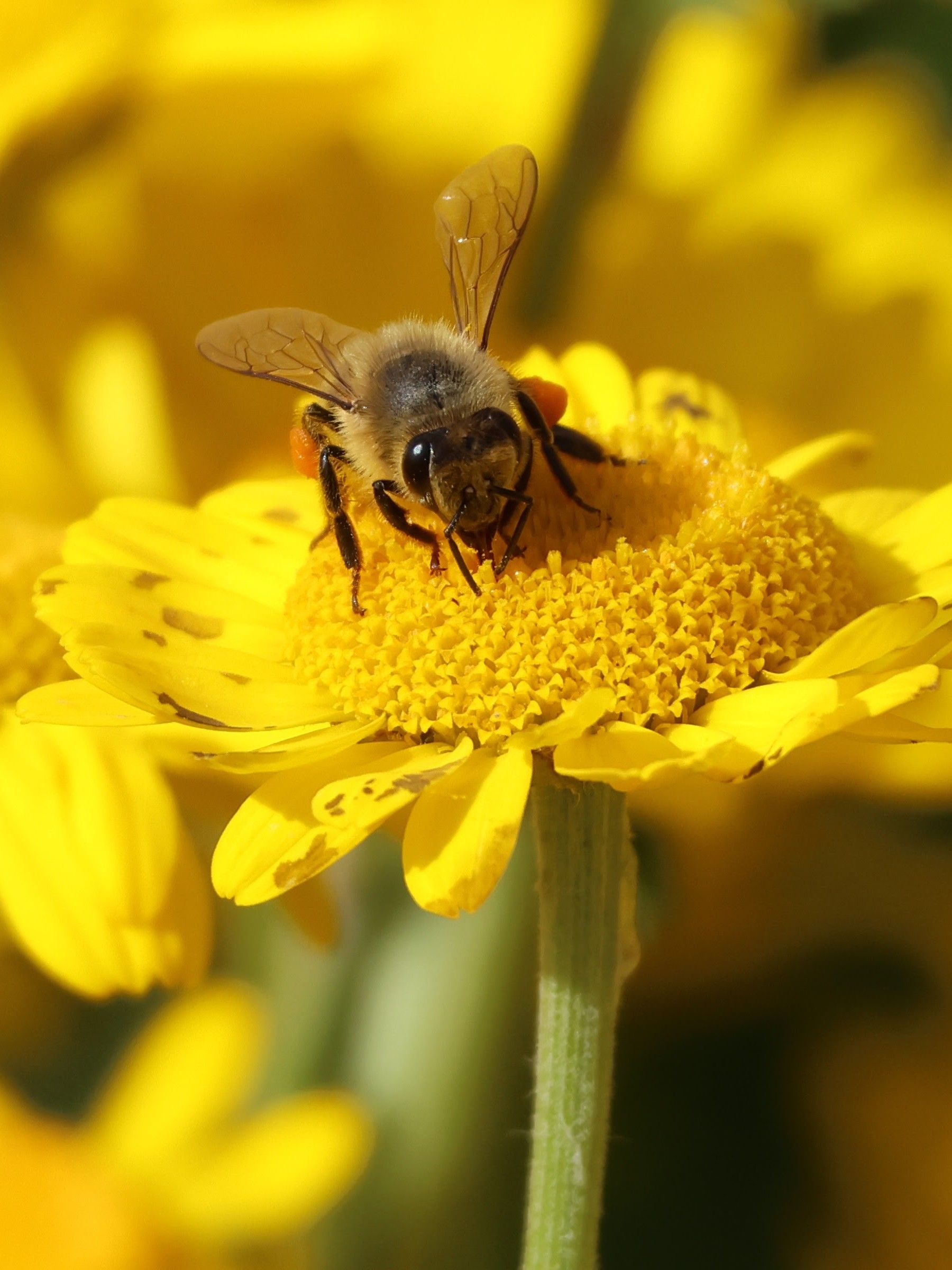 Busy Bee Photos, Download The BEST Free Busy Bee Stock Photos & HD Images