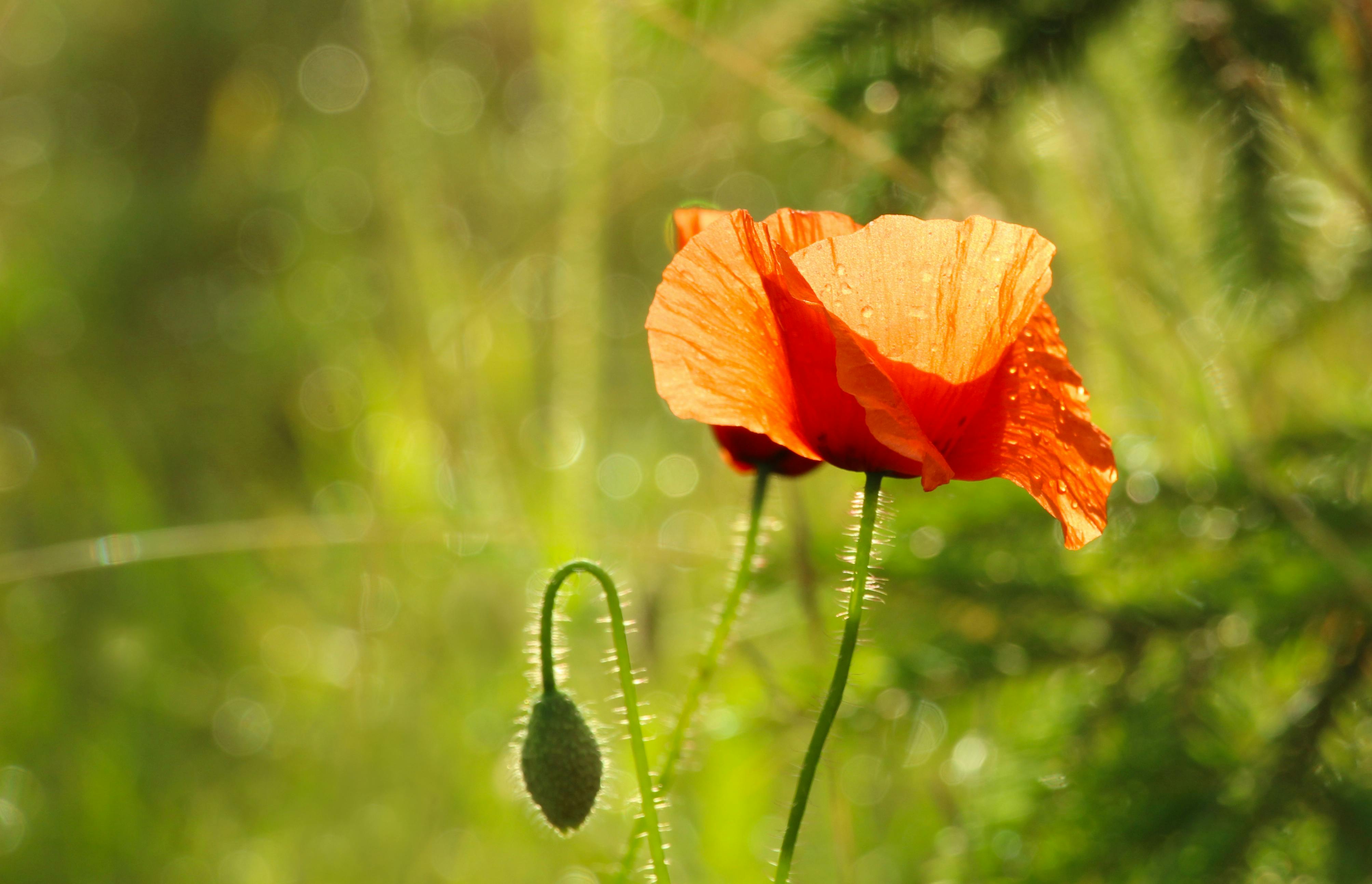 Imagebam+(ふ)+プチトマト10+ +Imagebam Photos, Download The BEST Free Imagebam+(ふ)+プチトマト10+ +Imagebam ...