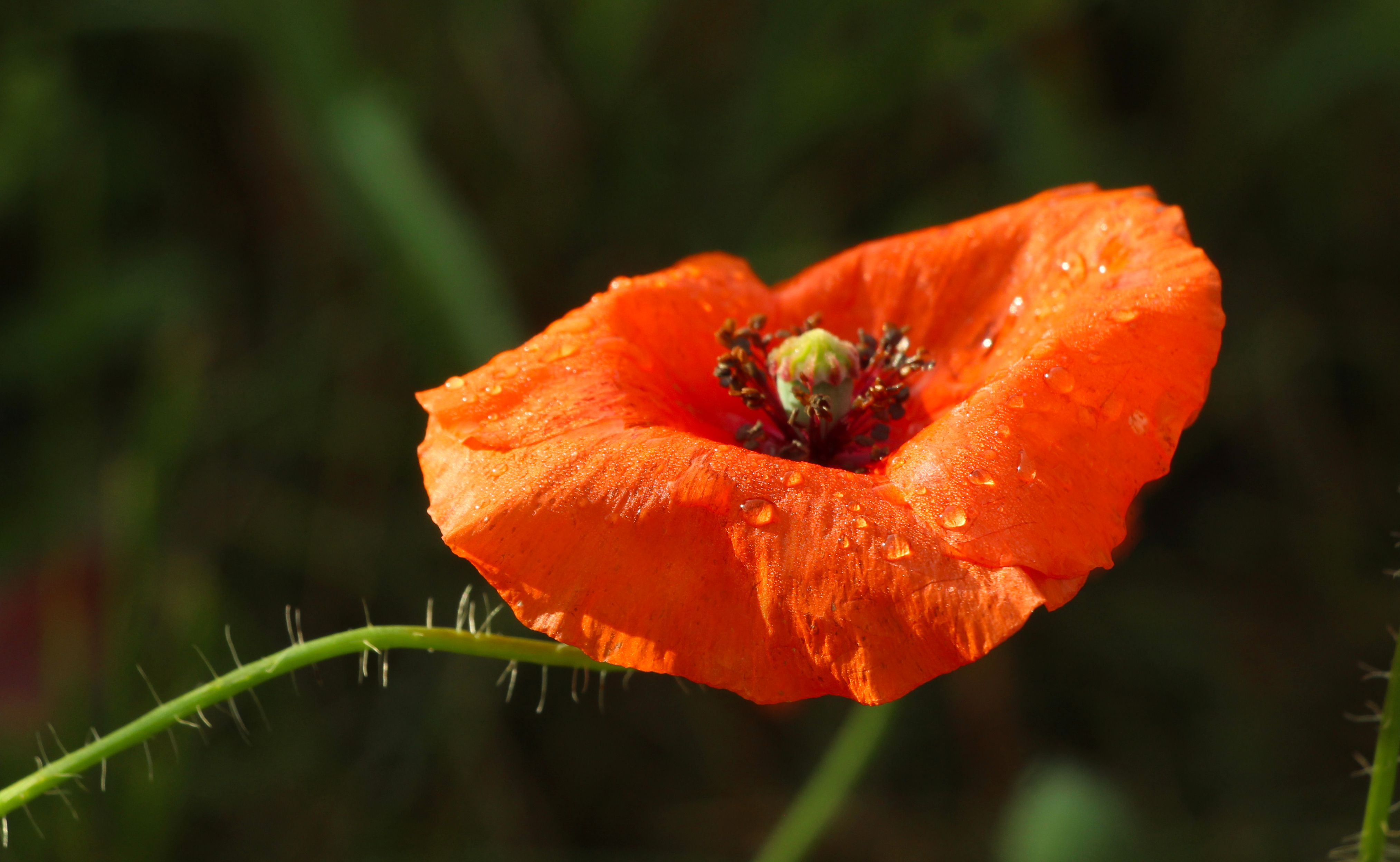 Poppy Flower Photos, Download The BEST Free Poppy Flower Stock Photos ...