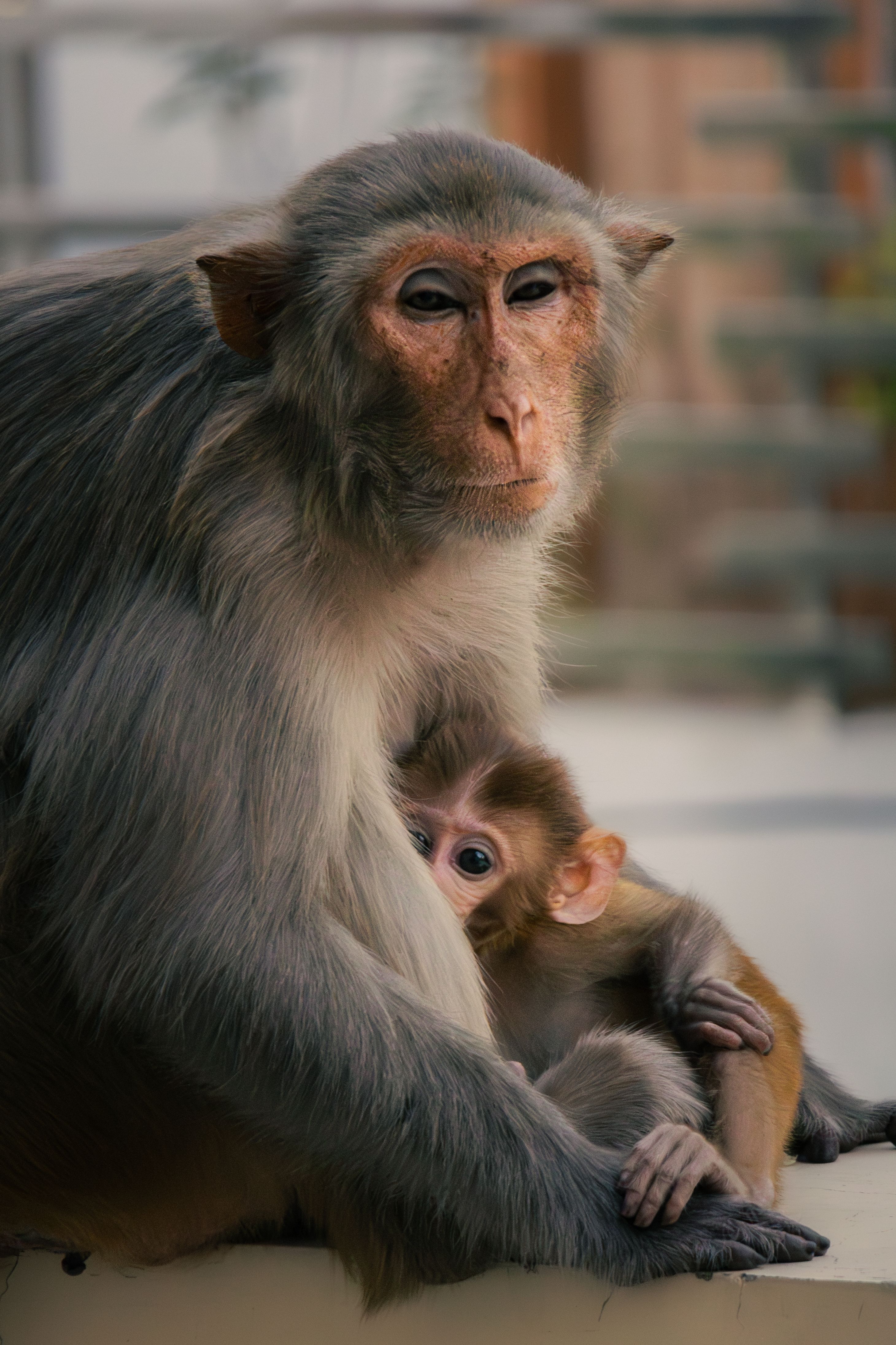 A Goofy Monkey Photos, Download The BEST Free A Goofy Monkey Stock ...