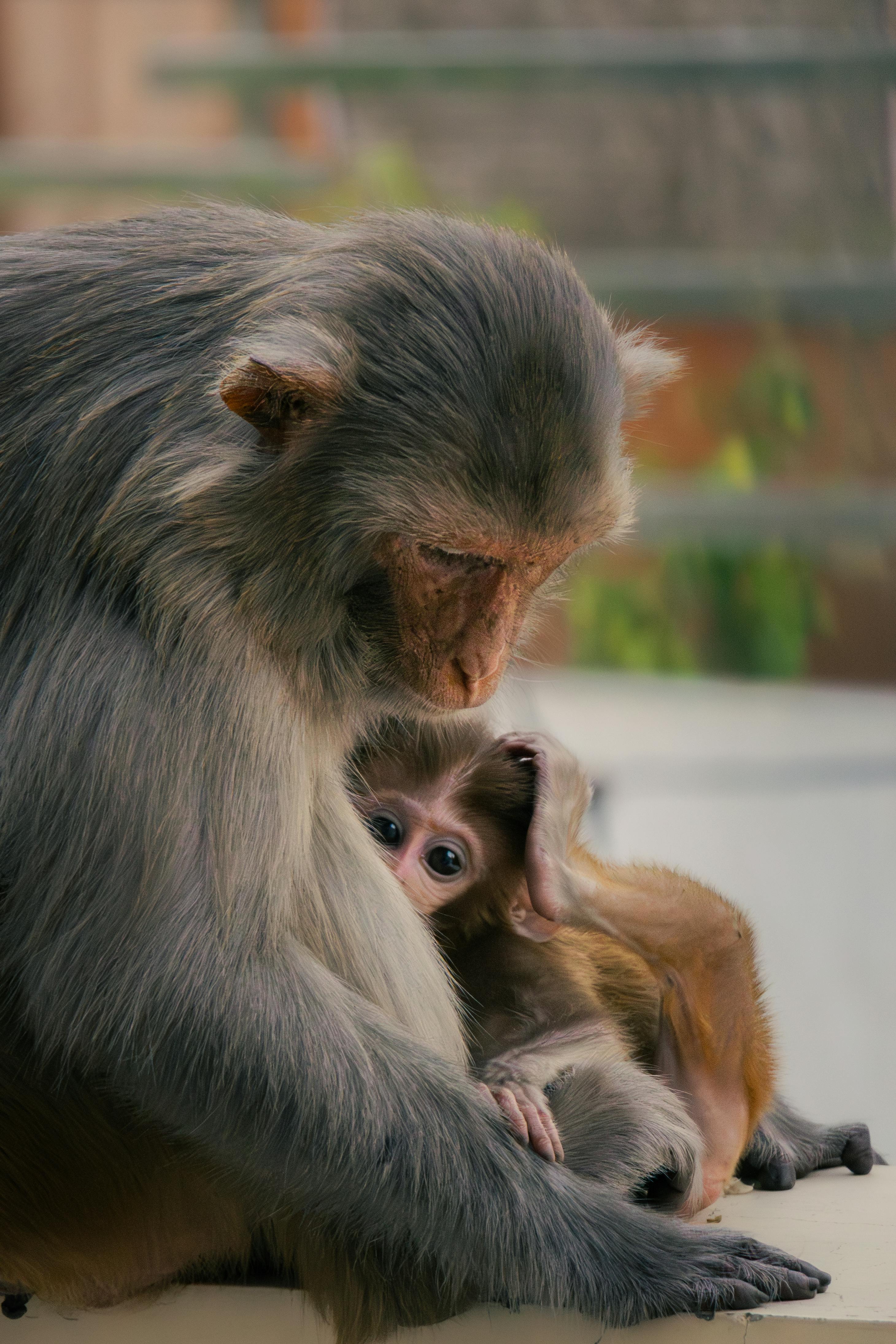 Wild Animals Playing Photos, Download The BEST Free Wild Animals ...