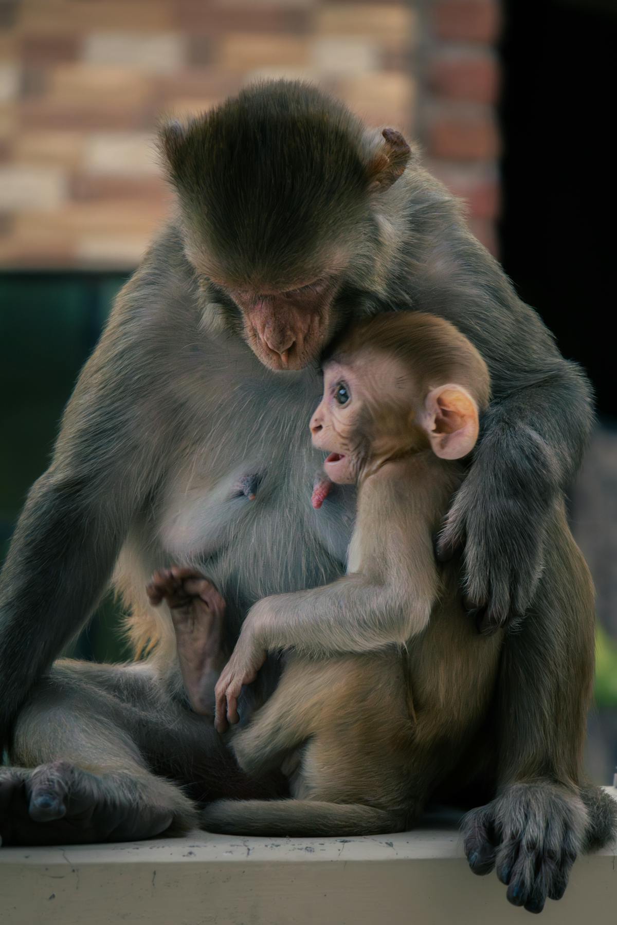 Cute Monkey Photos, Download The BEST Free Cute Monkey Stock Photos ...