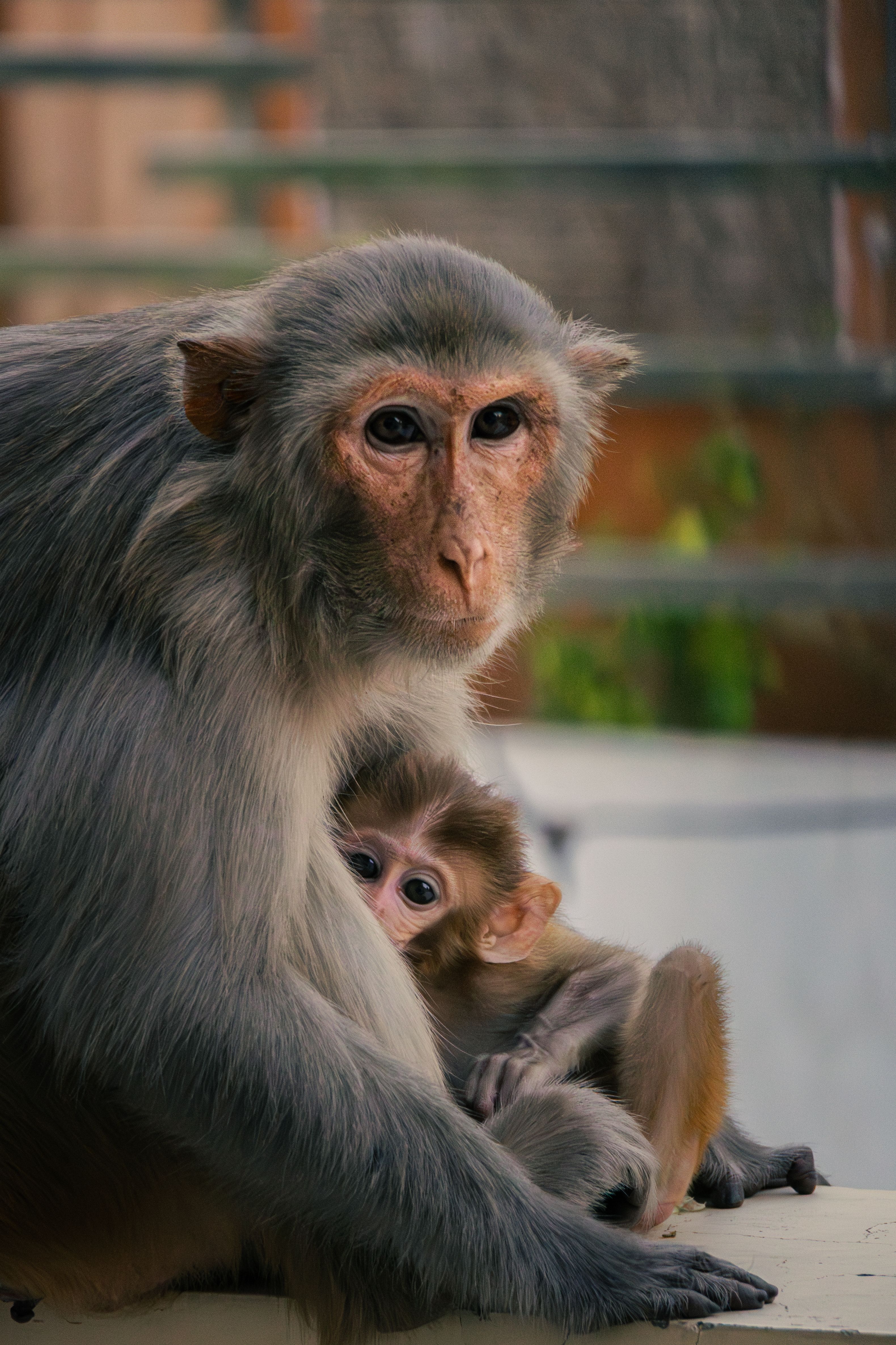 Tender Moment Between Rhesus Monkey and Baby in Delhi · Free Stock Photo