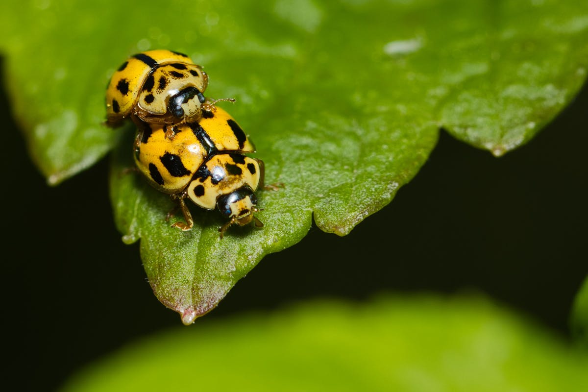 Ladybugs Photos, Download The BEST Free Ladybugs Stock Photos & HD Images
