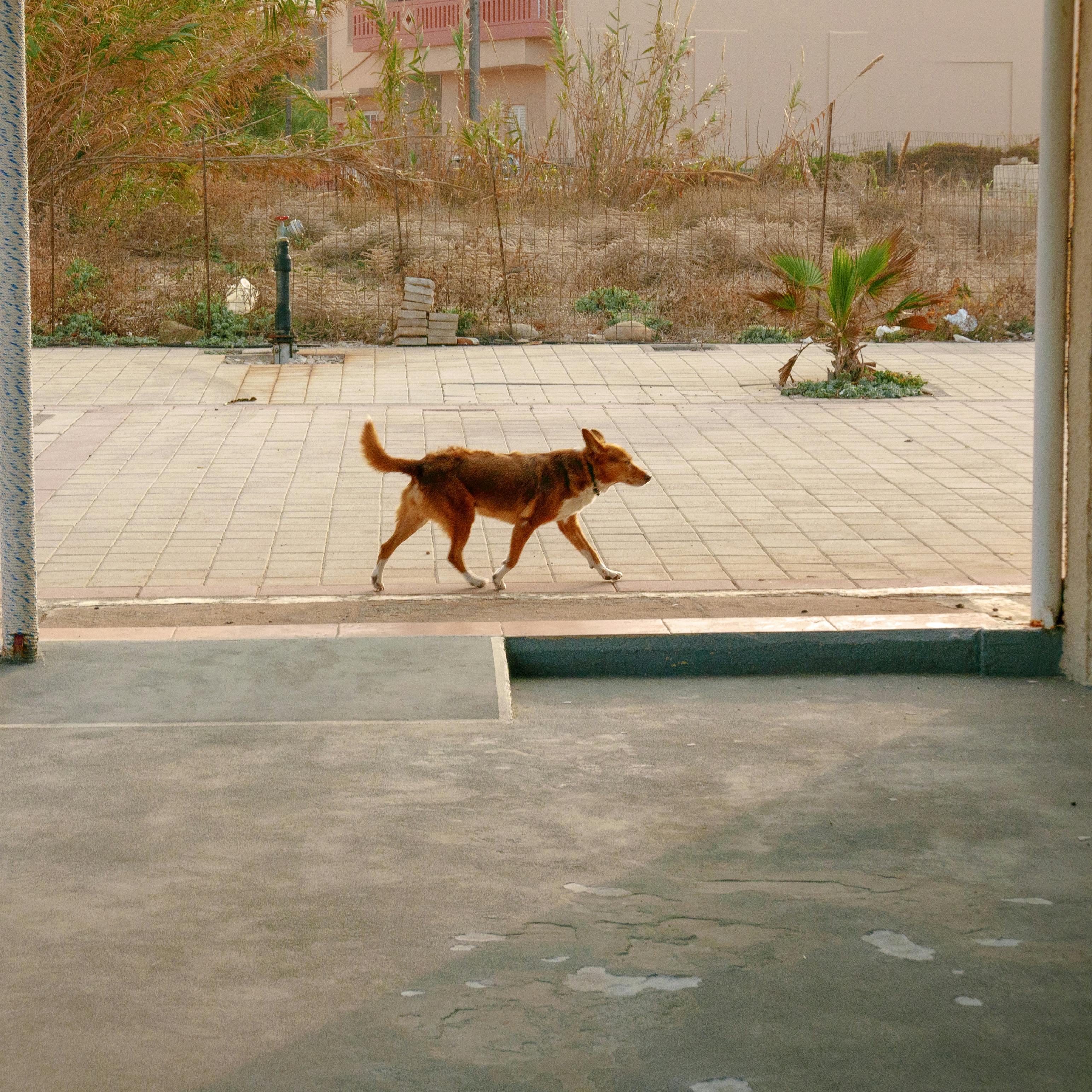 Dog+Pitchers Photos, Download The BEST Free Dog+Pitchers Stock Photos ...