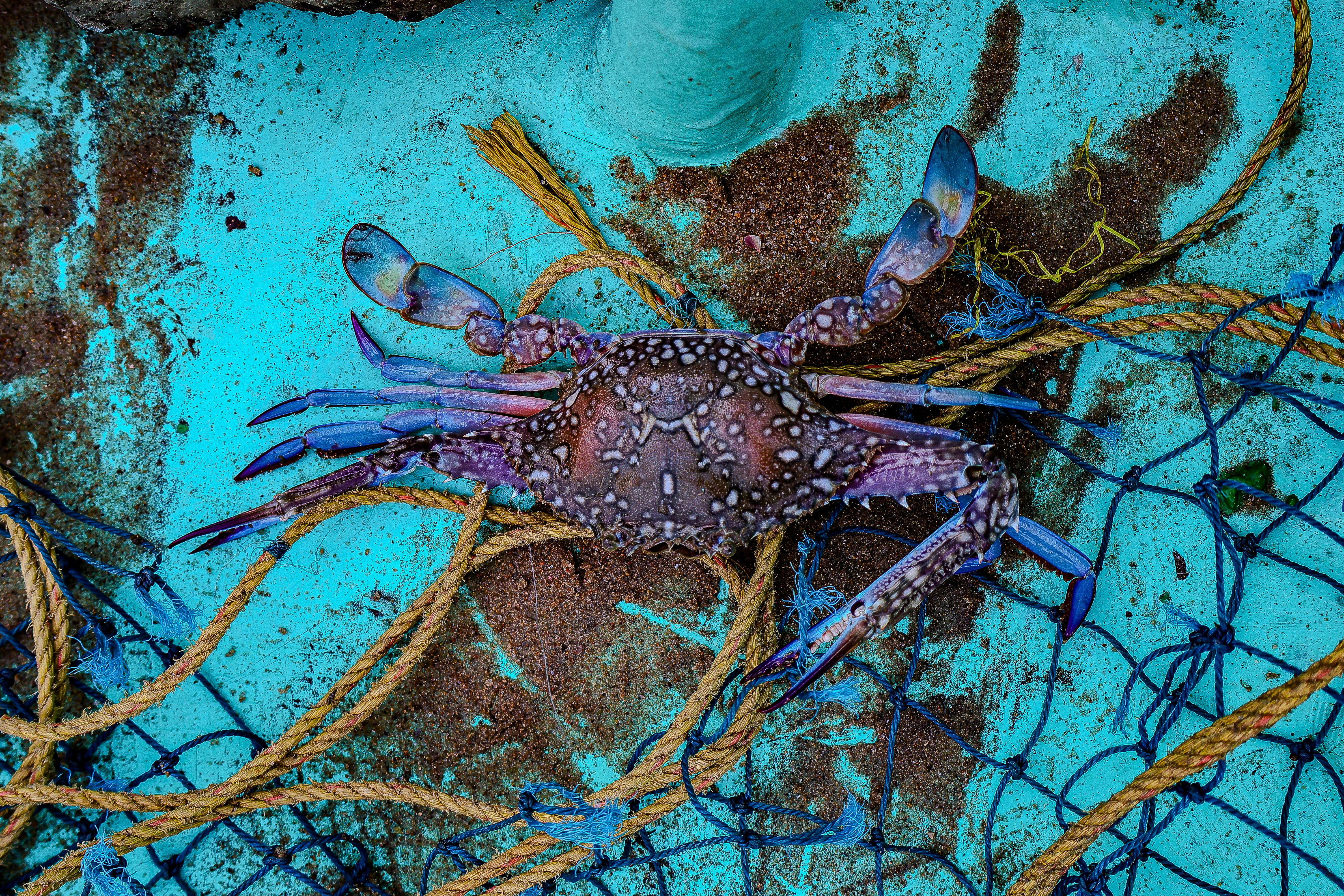 Freshly Caught Blue Crab on Fishing Net · Free Stock Photo
