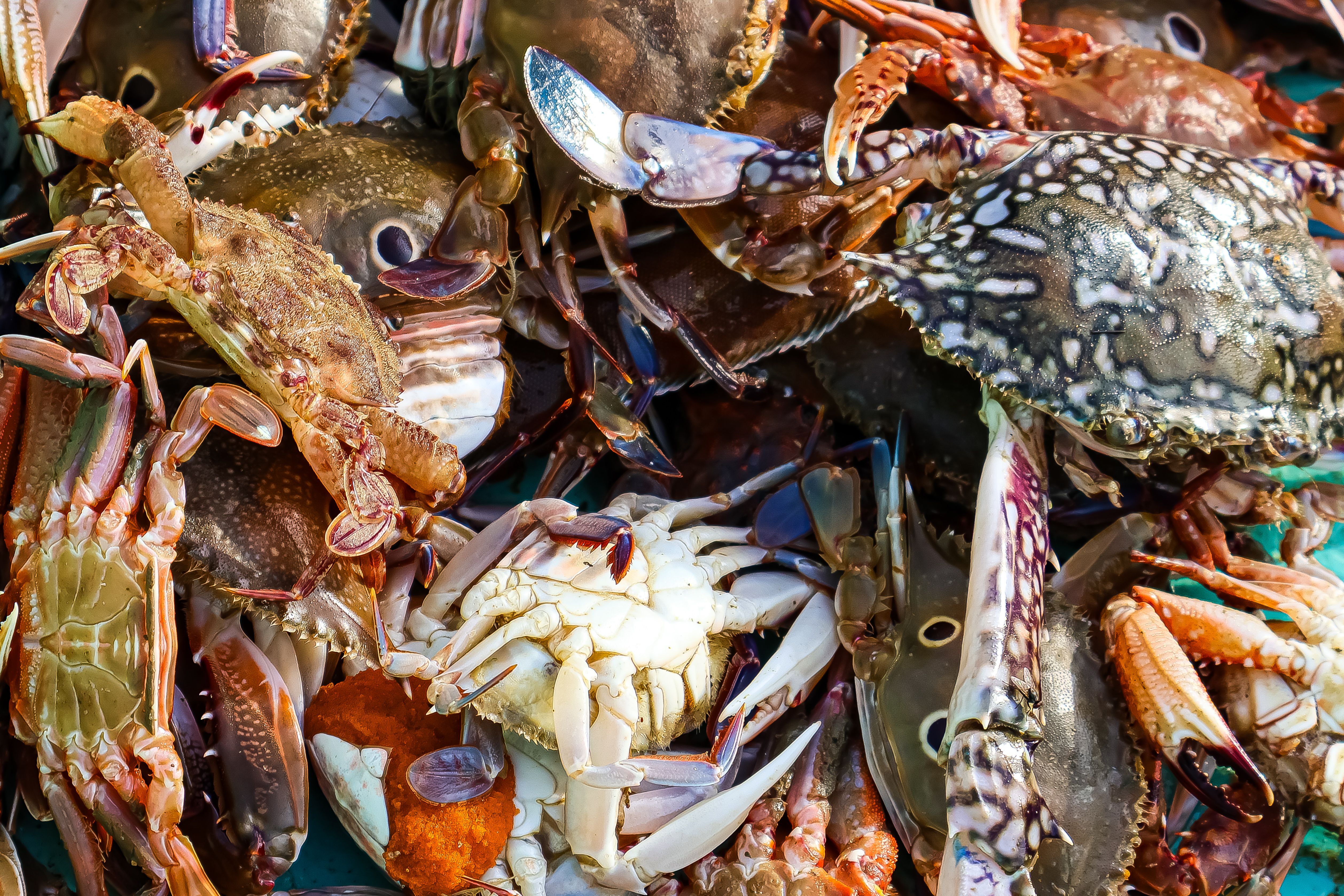 Colorful Variety of Fresh Crabs for Sale · Free Stock Photo