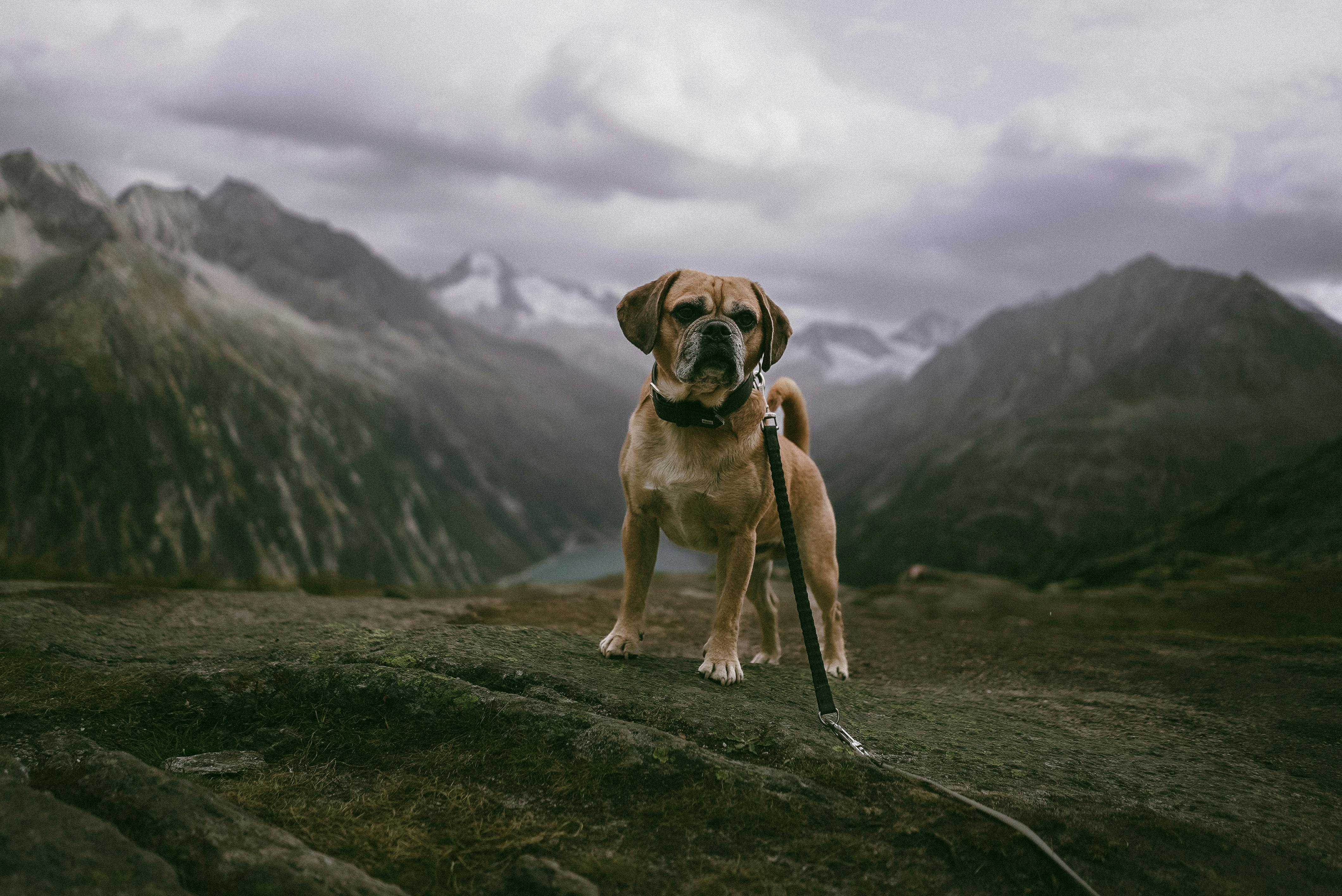 Dog Standing Proudly on Mountain Viewpoint · Free Stock Photo