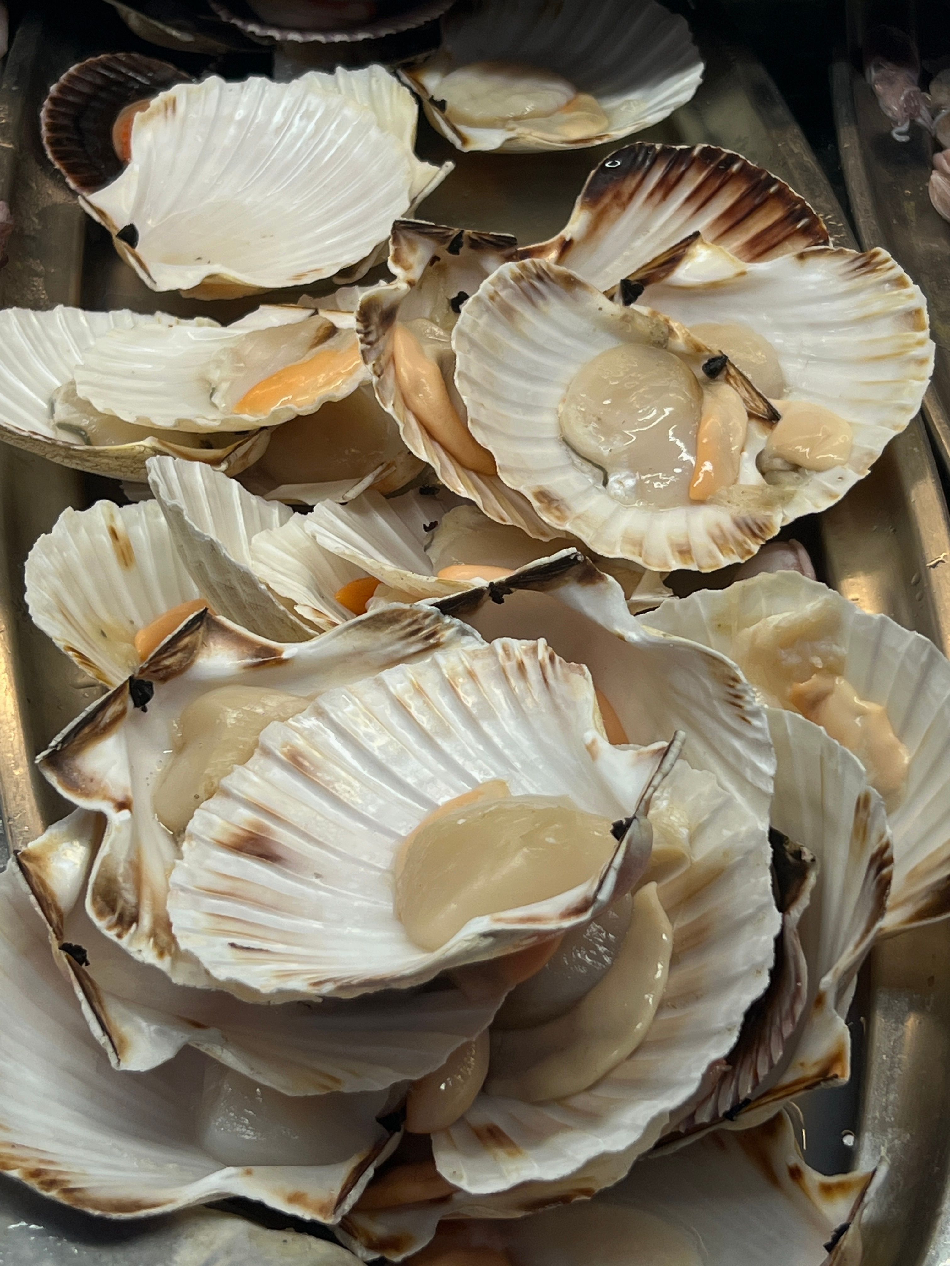 Fresh Scallops in Shells for Culinary Delight · Free Stock Photo