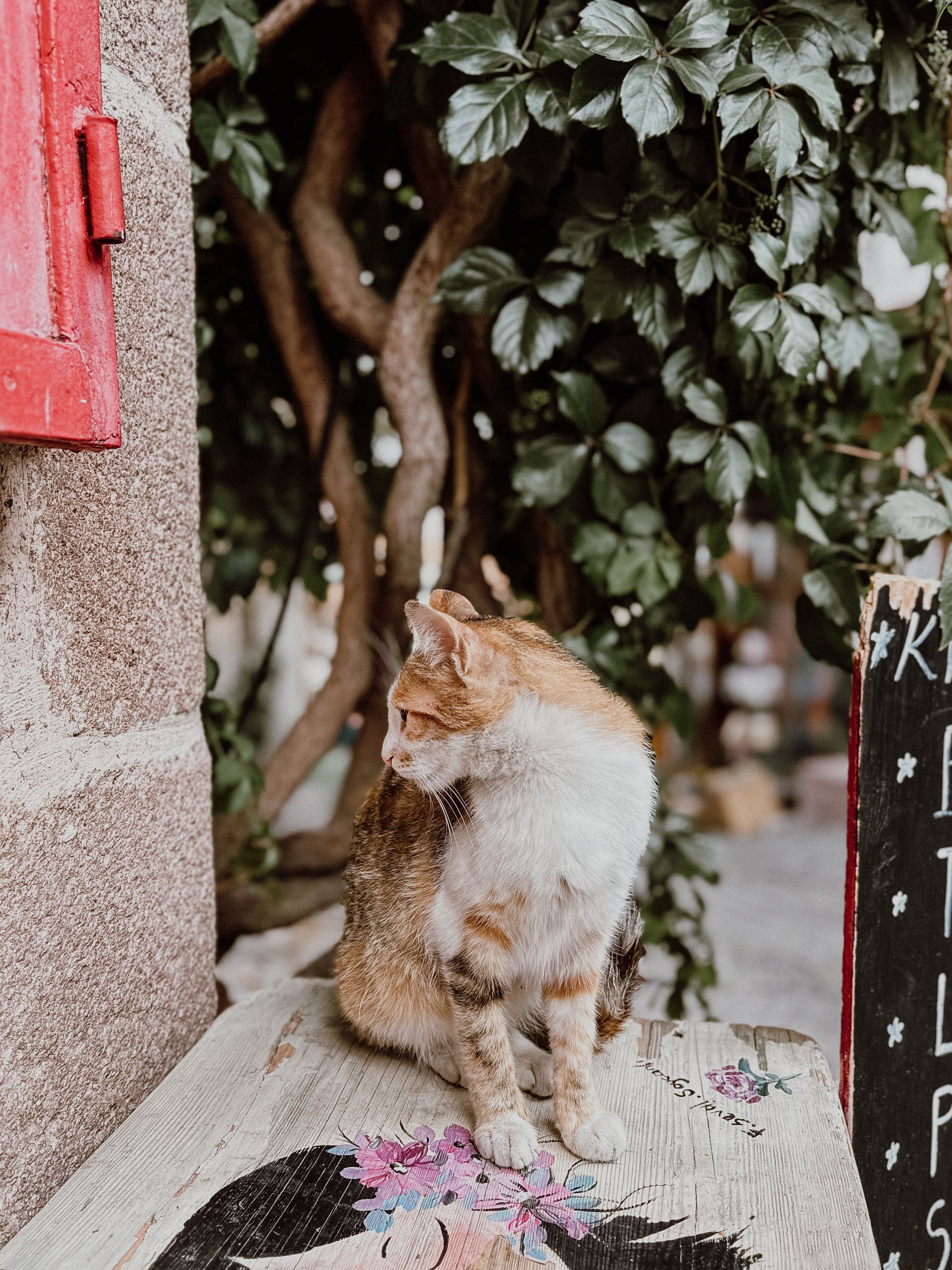 Calico Cat Photos, Download The BEST Free Calico Cat Stock Photos & HD ...
