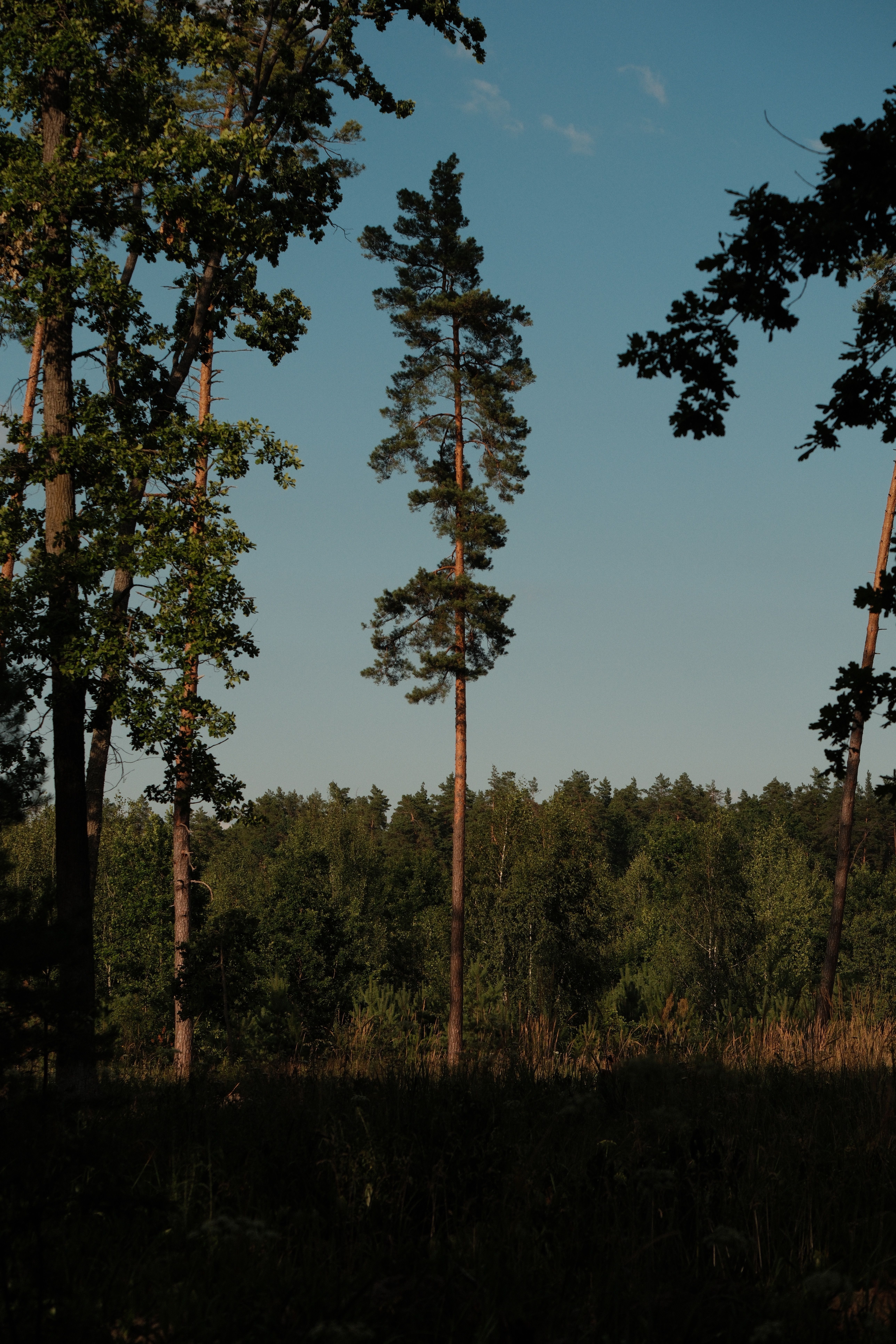 Tall Pine Trees in Pylypovychi Forest, Ukraine · Free Stock Photo