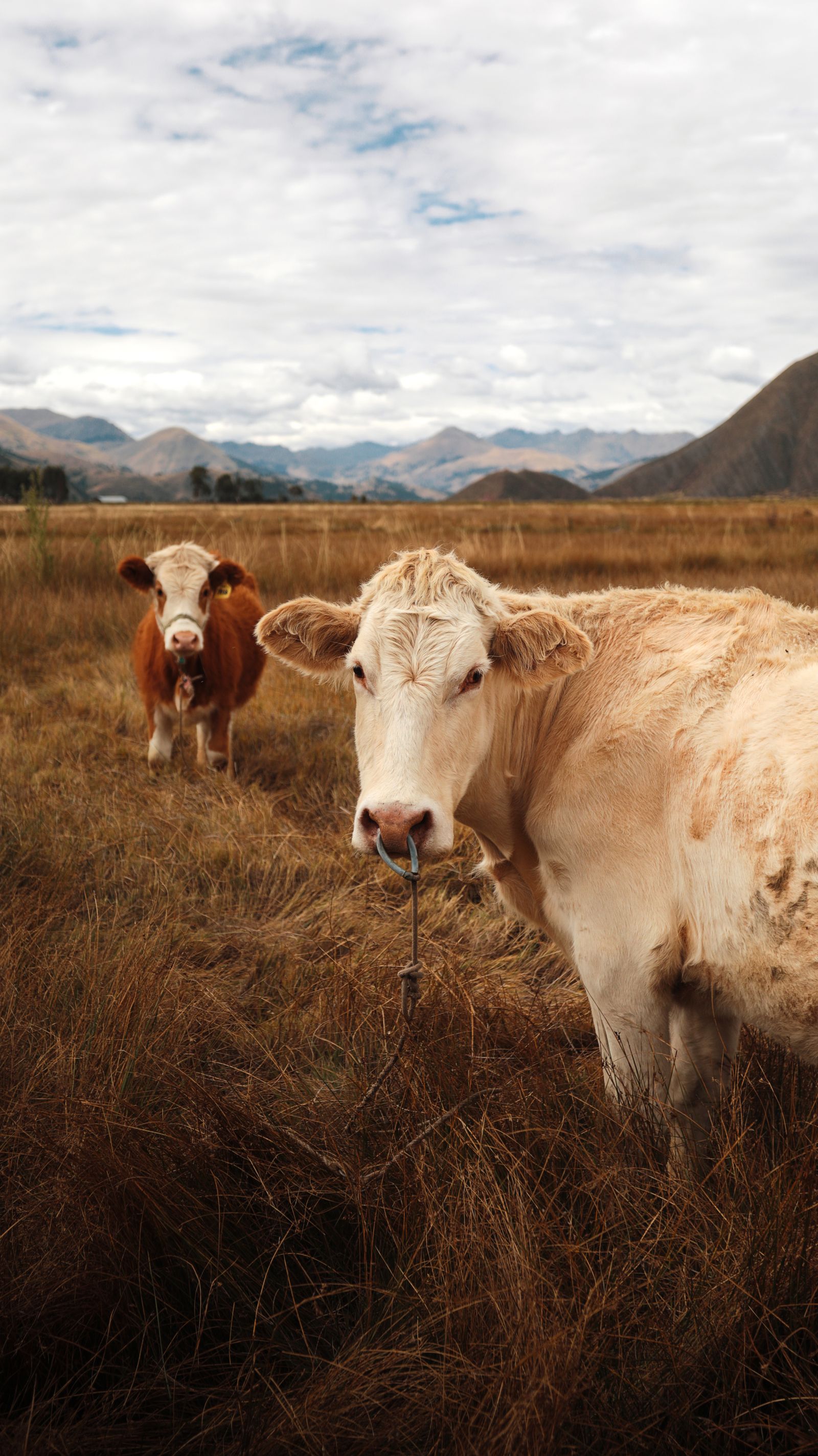 Animals Cow Photos, Download The BEST Free Animals Cow Stock Photos ...