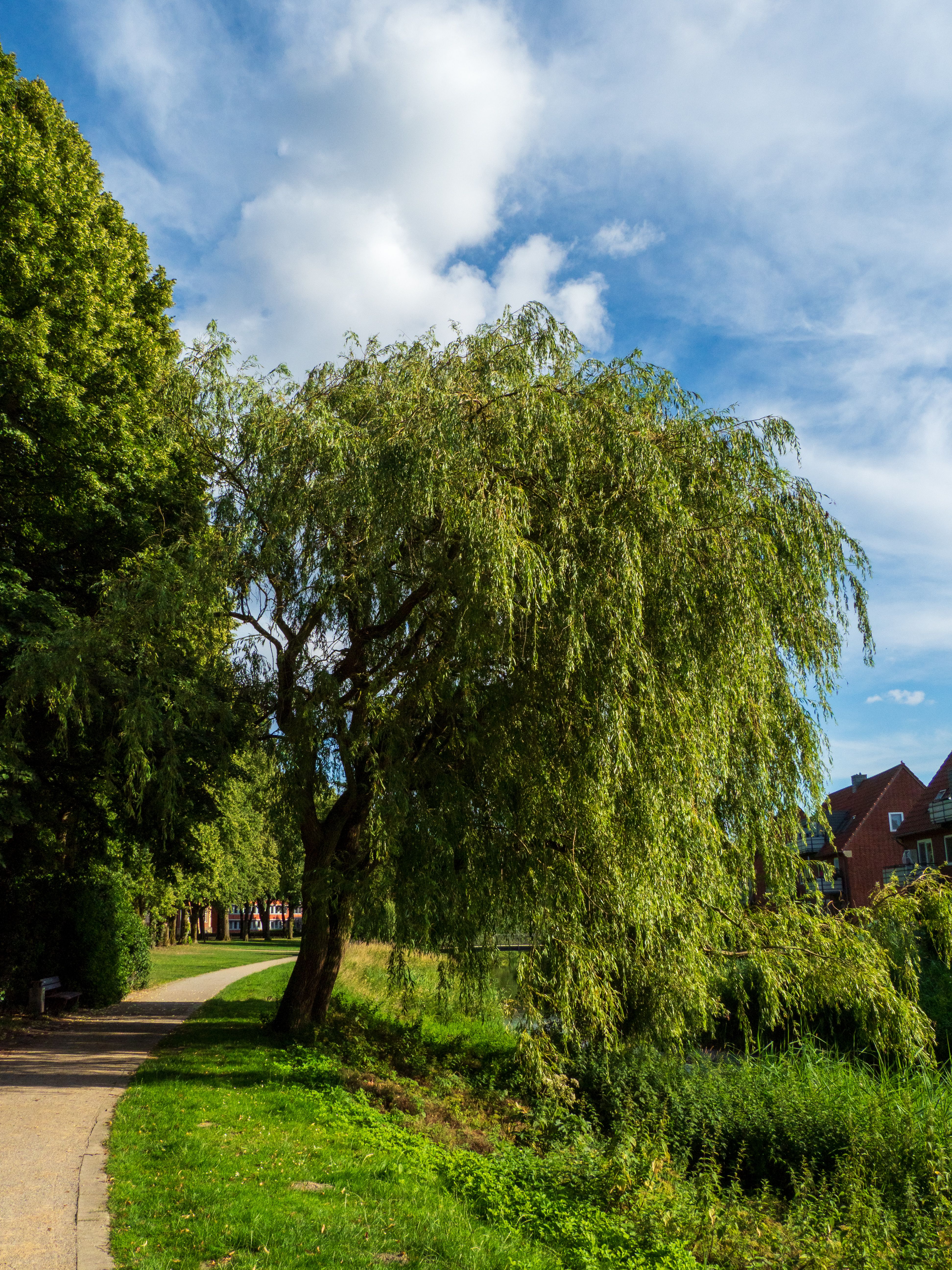 Lush Willow Tree by a Tranquil Pathway · Free Stock Photo