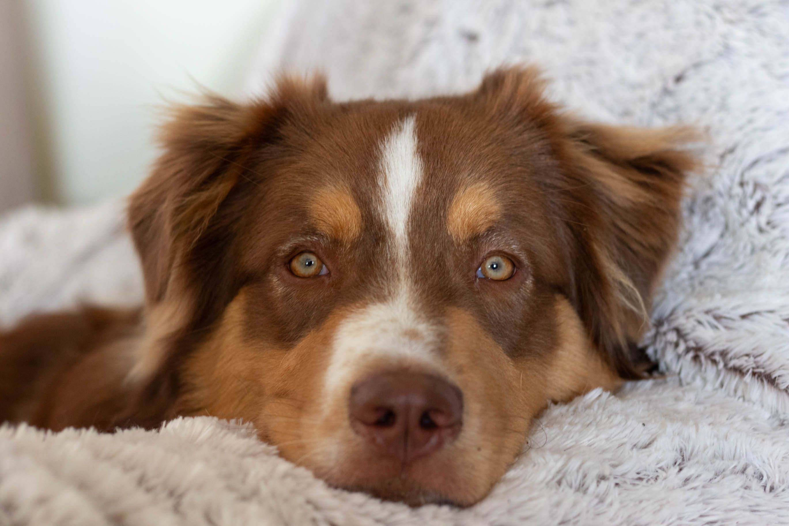 A Complete Guide to the Fluffy German Shepherd Breed