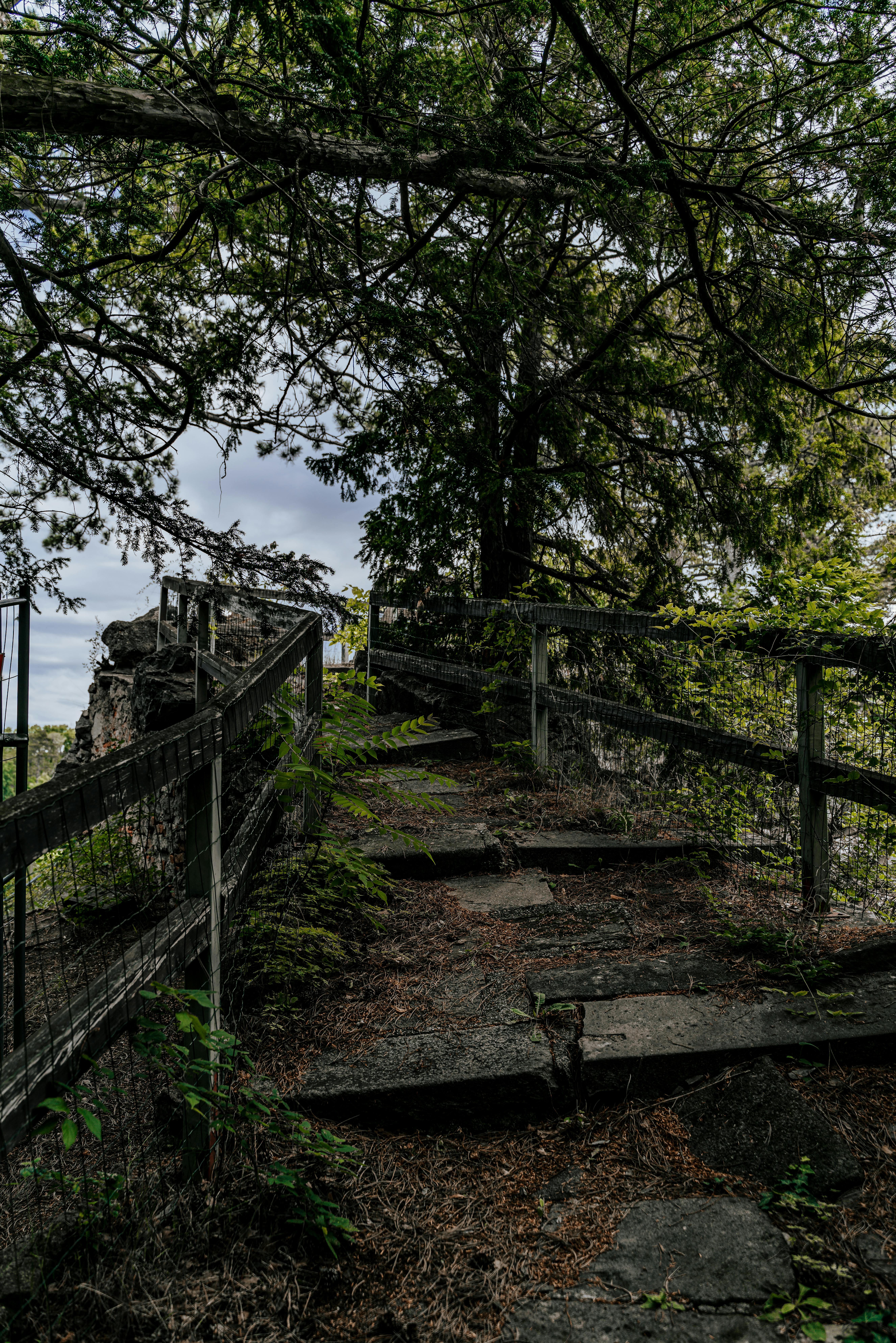 8k Wallpaper Greenary Forest Path Photos, Download The BEST Free 8k ...