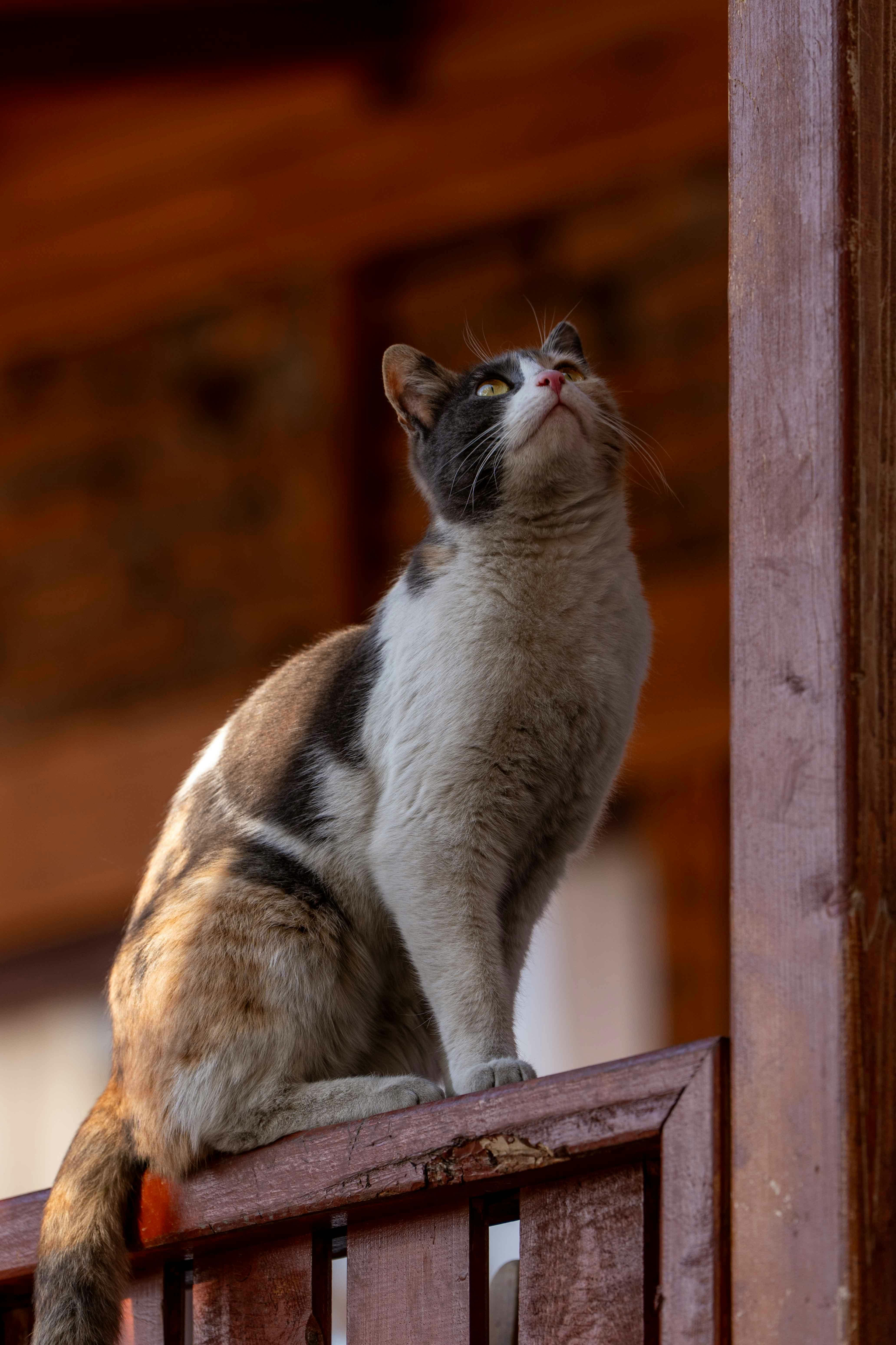 Portrait Black Background Photos, Download The BEST Free Portrait Black ...