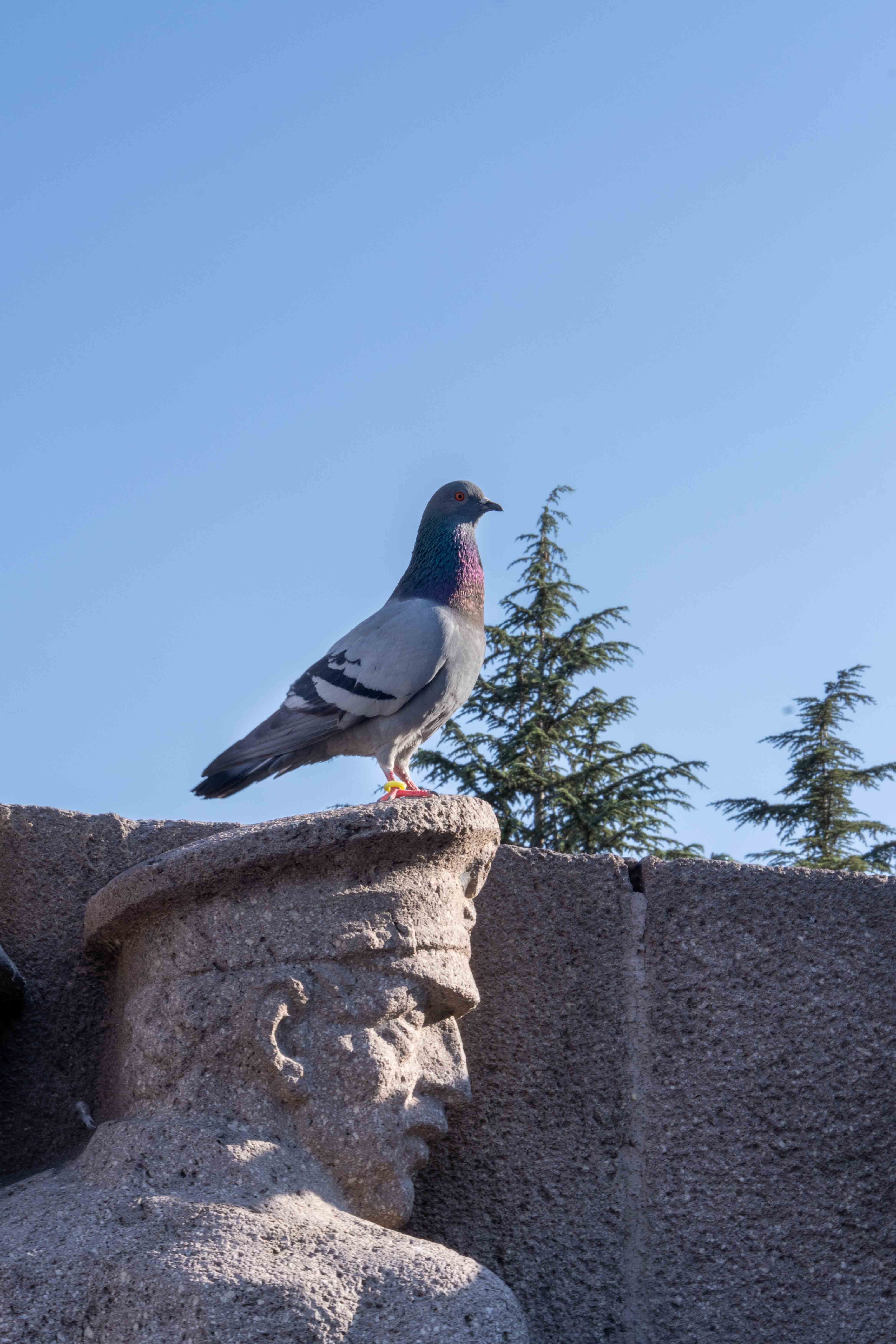 Pigeon on Stone Sculpture Under Clear Blue Sky · Free Stock Photo