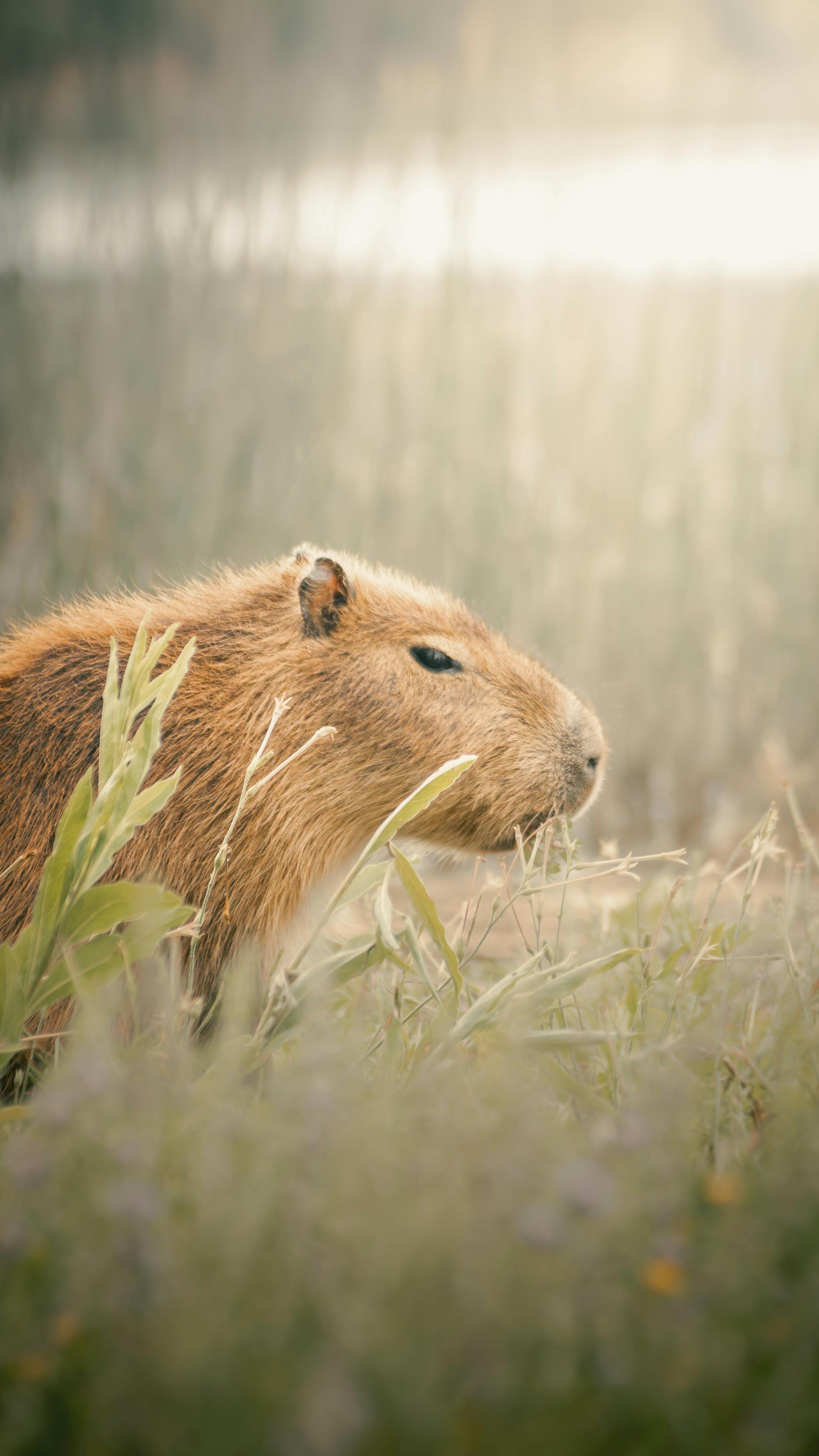 Capybara Chibi Photos, Download The BEST Free Capybara Chibi Stock ...