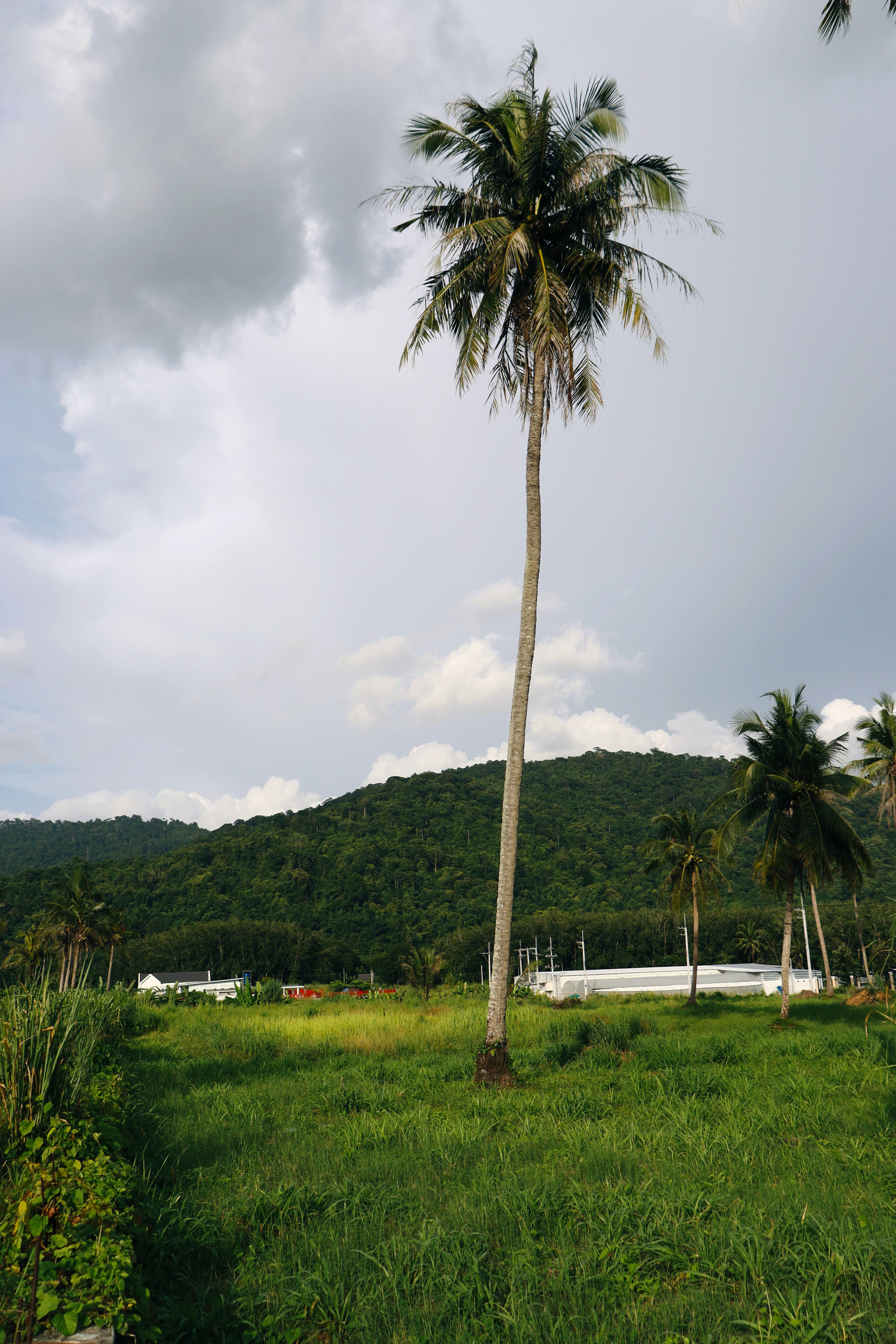 Scenic Palm Tree in Lush Thai Landscape · Free Stock Photo