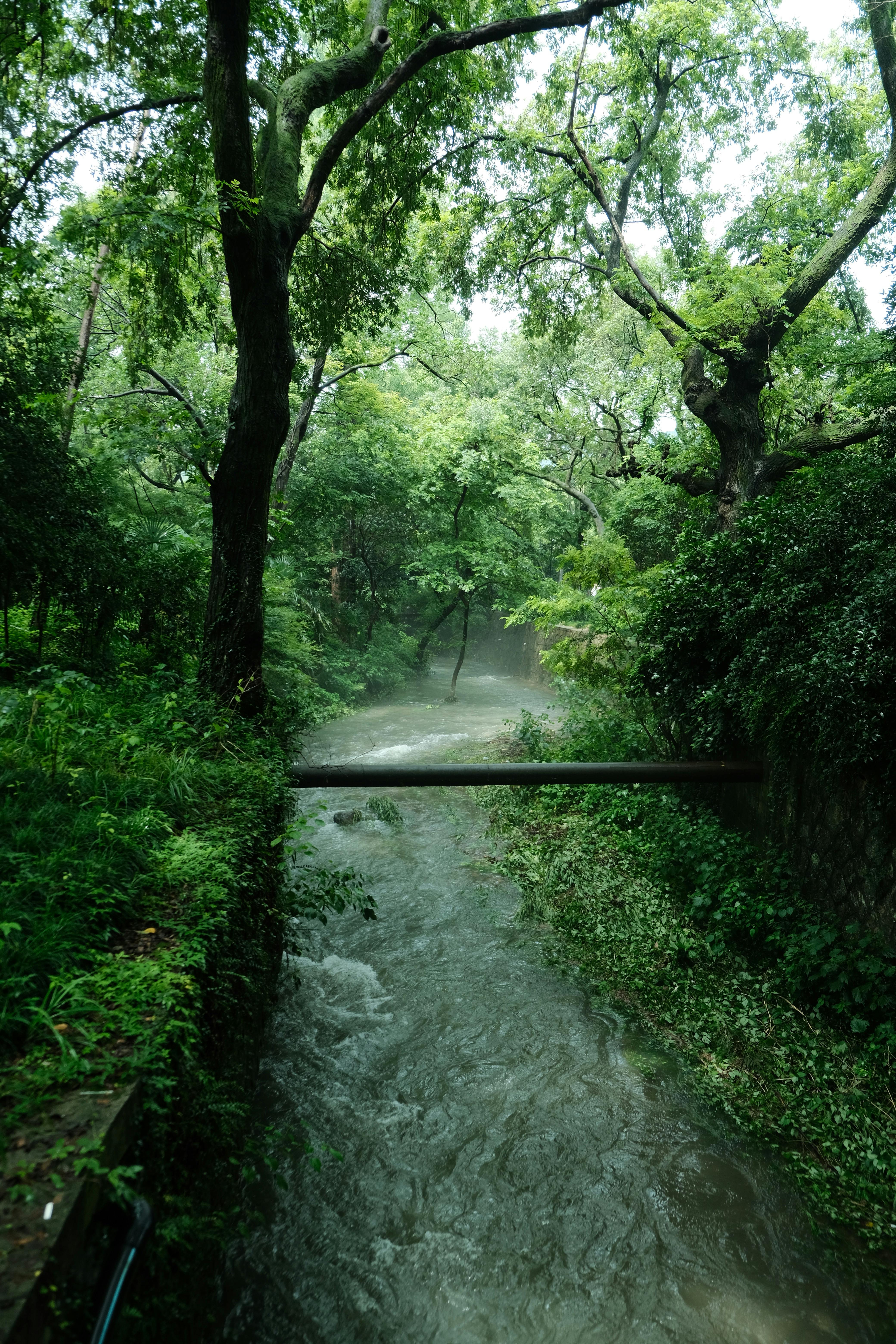 Serene Forest Stream Scene with Lush Greenery · Free Stock Photo
