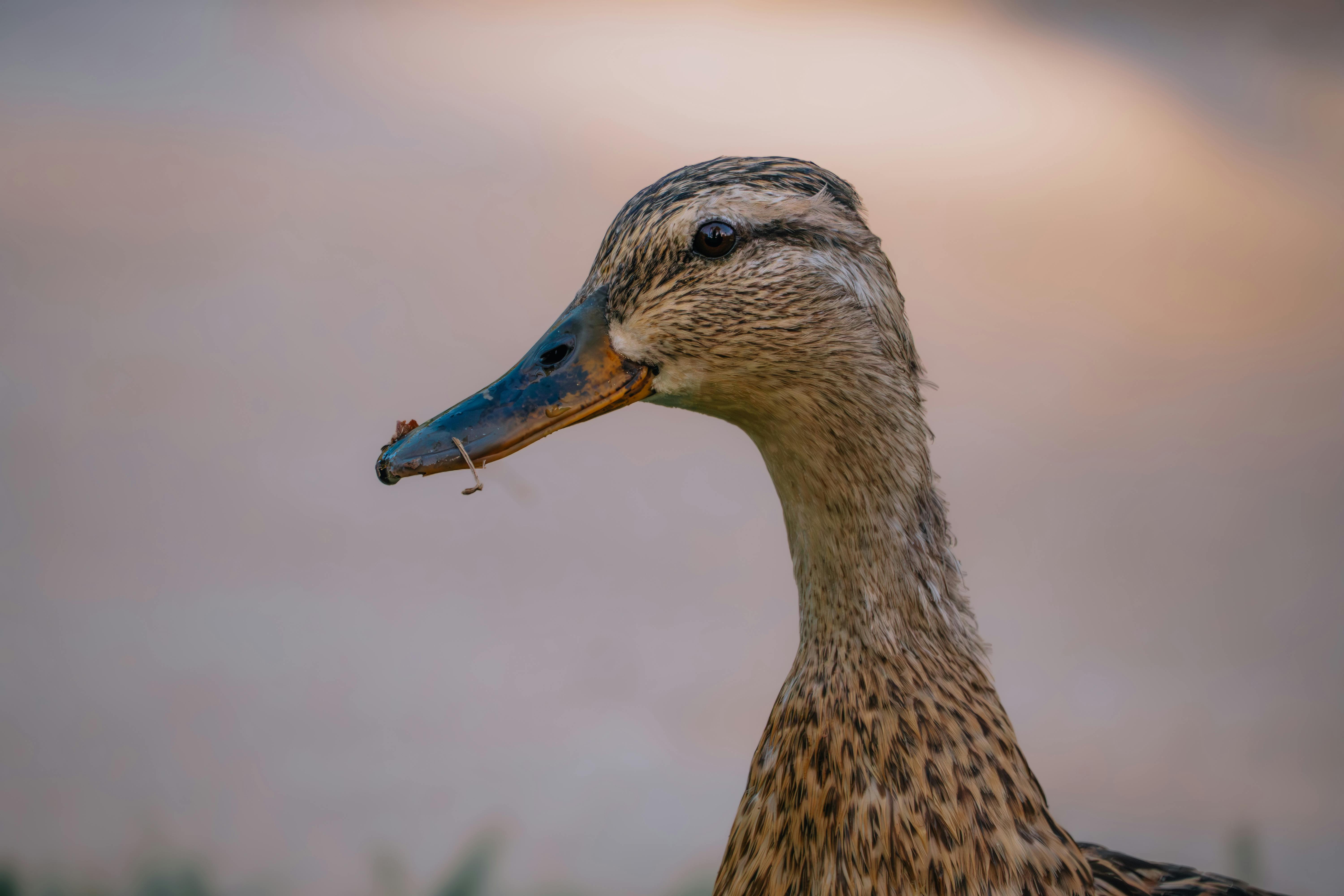 Duck+Pfp Photos, Download The BEST Free Duck+Pfp Stock Photos & HD Images