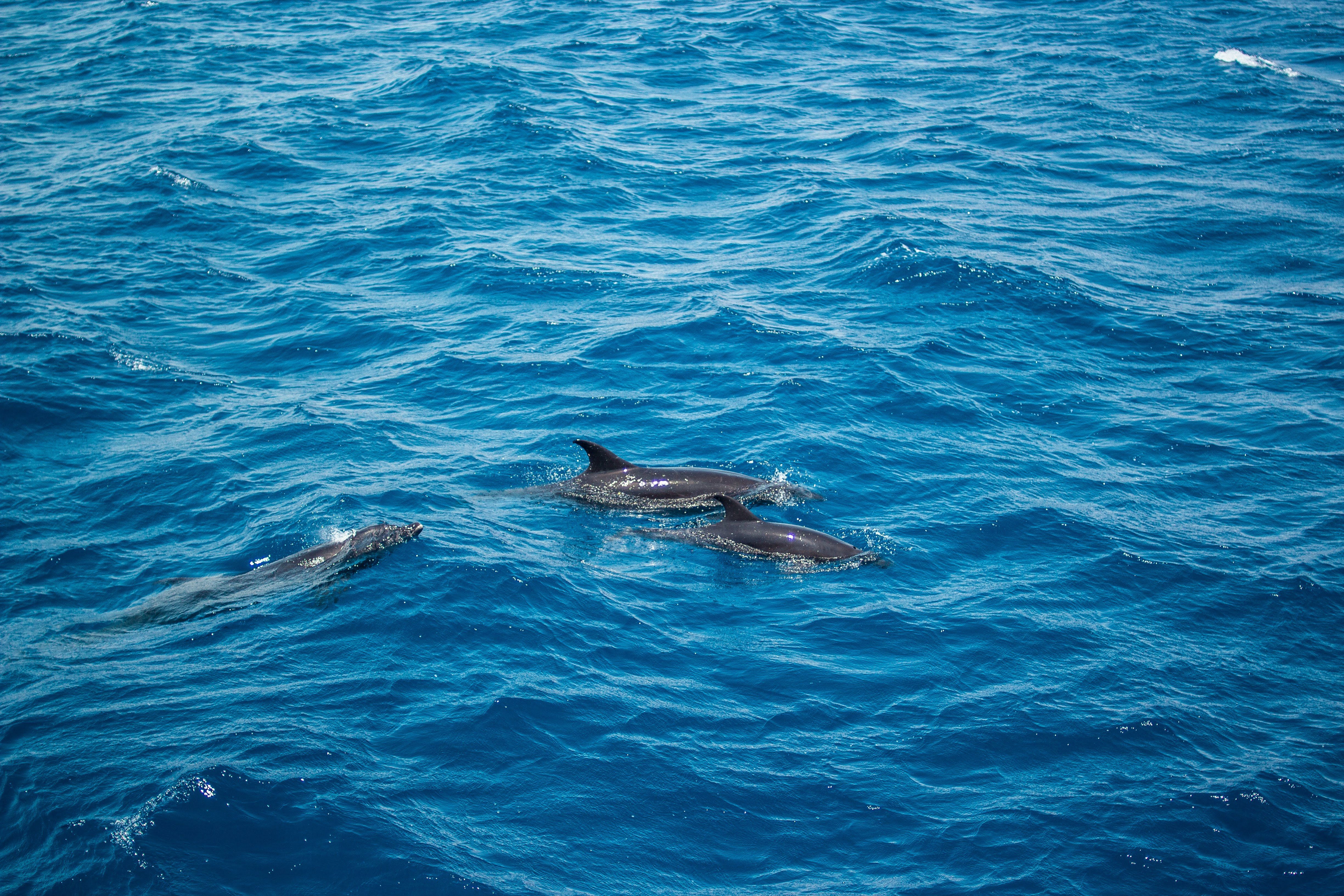 Dolphins Swimming in the Red Sea, Egypt · Free Stock Photo