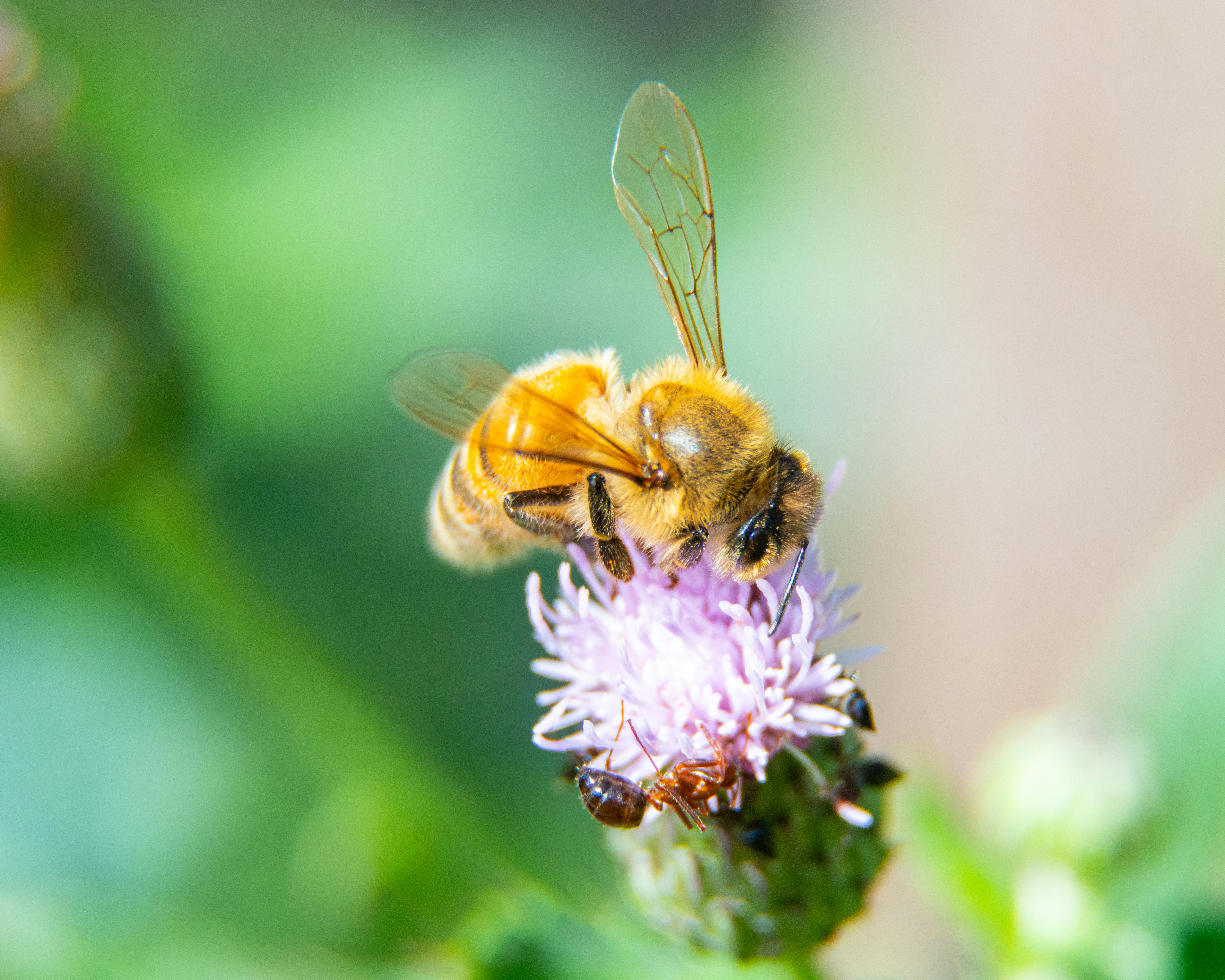 Understanding Permethrin Ants: Tips and Information You Need
