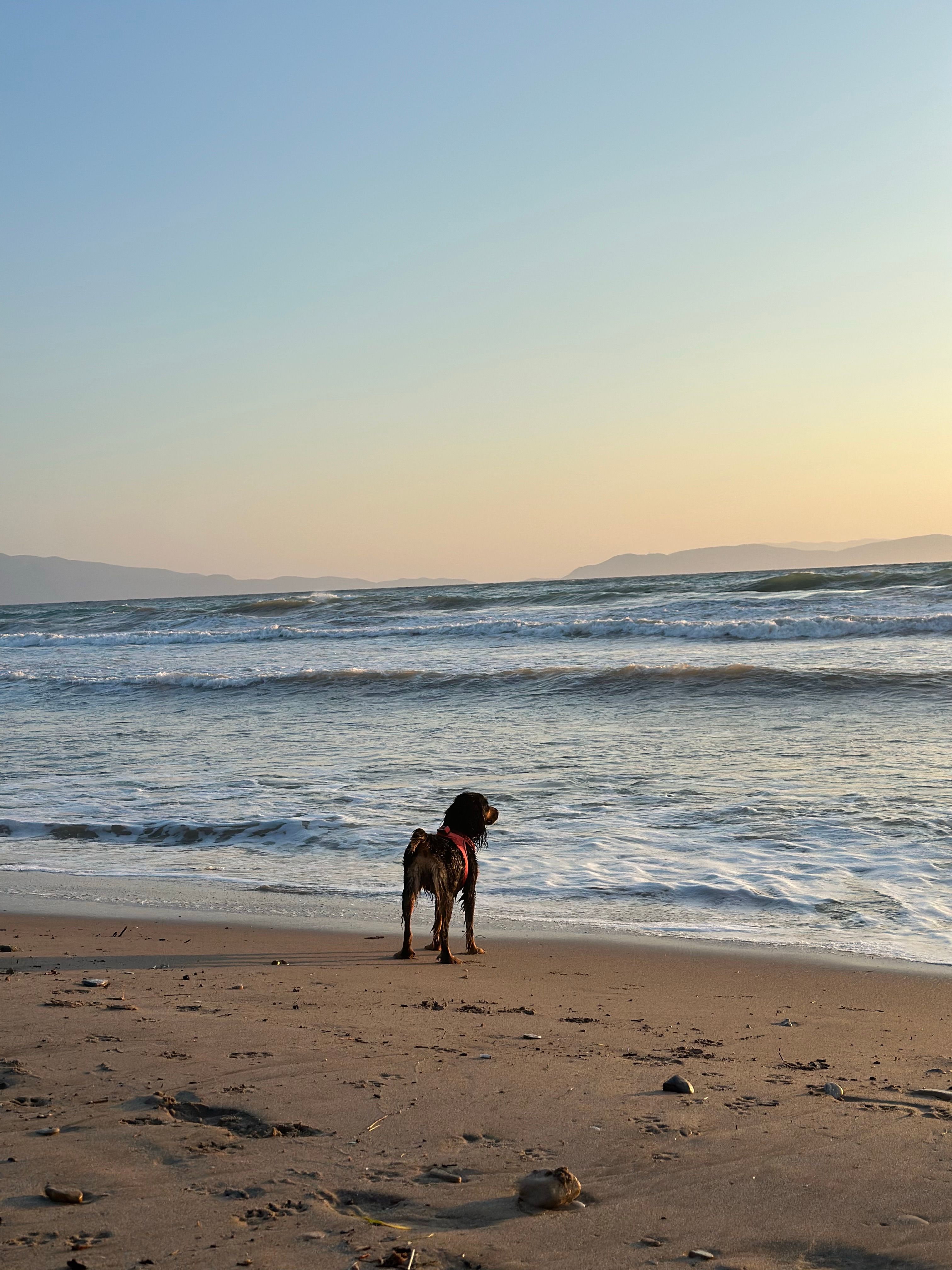 Dog Enjoying Serene Beach Sunset View · Free Stock Photo