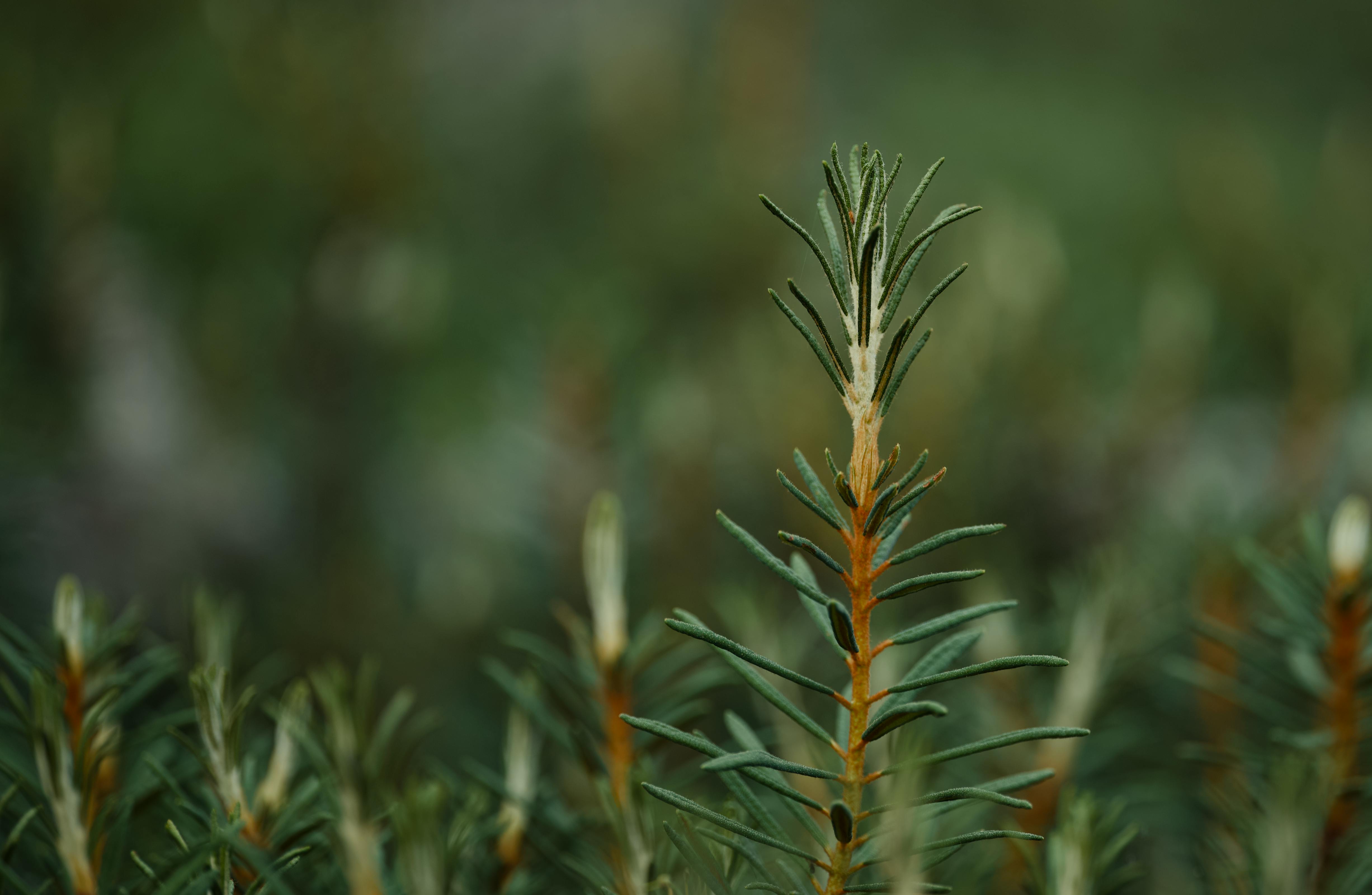 Close-up of Marsh Labrador Tea Plant in Nature · Free Stock Photo