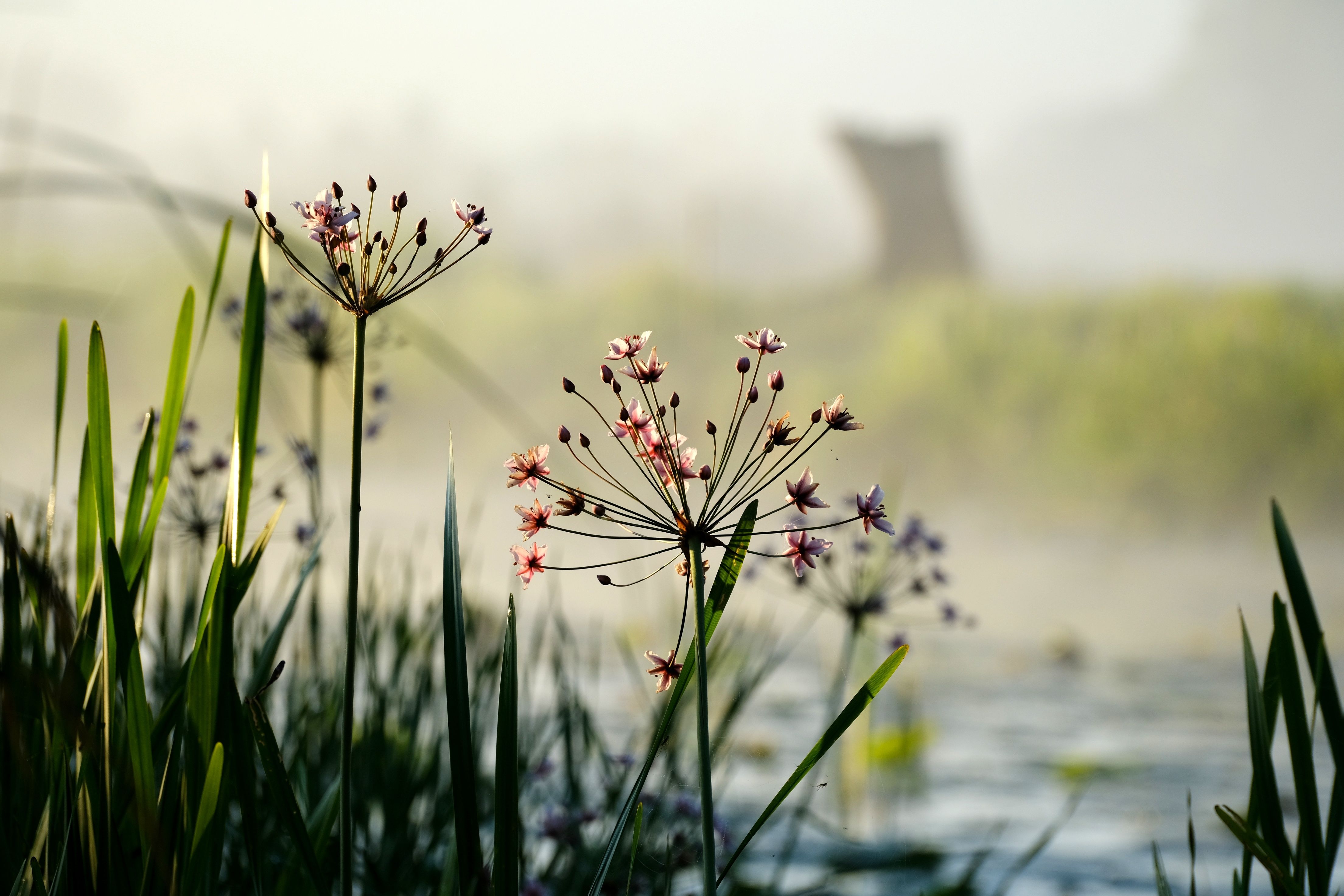 Morning Scenes Photos, Download The BEST Free Morning Scenes Stock ...