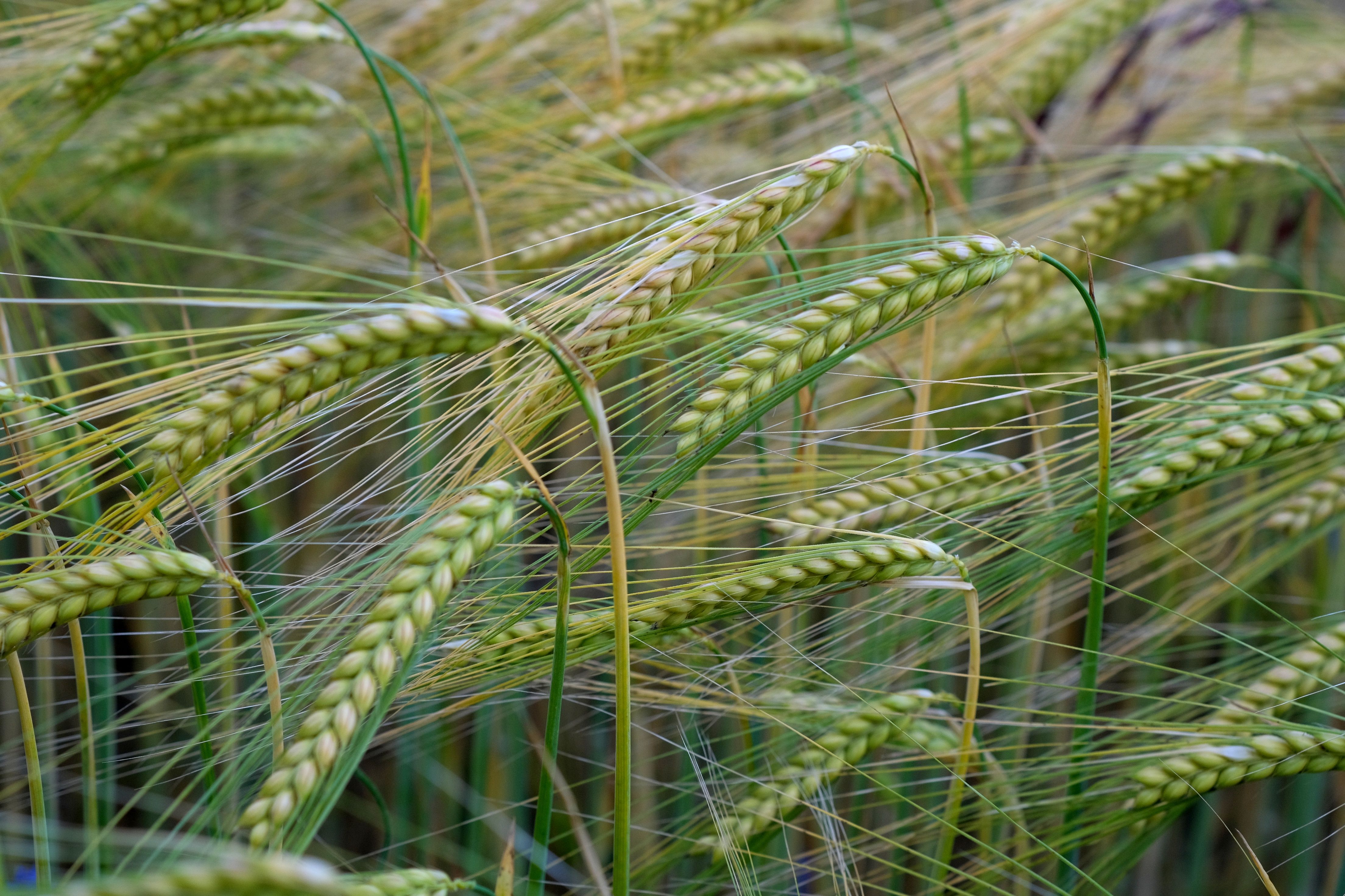 Ripening Crops Photos, Download The BEST Free Ripening Crops Stock ...