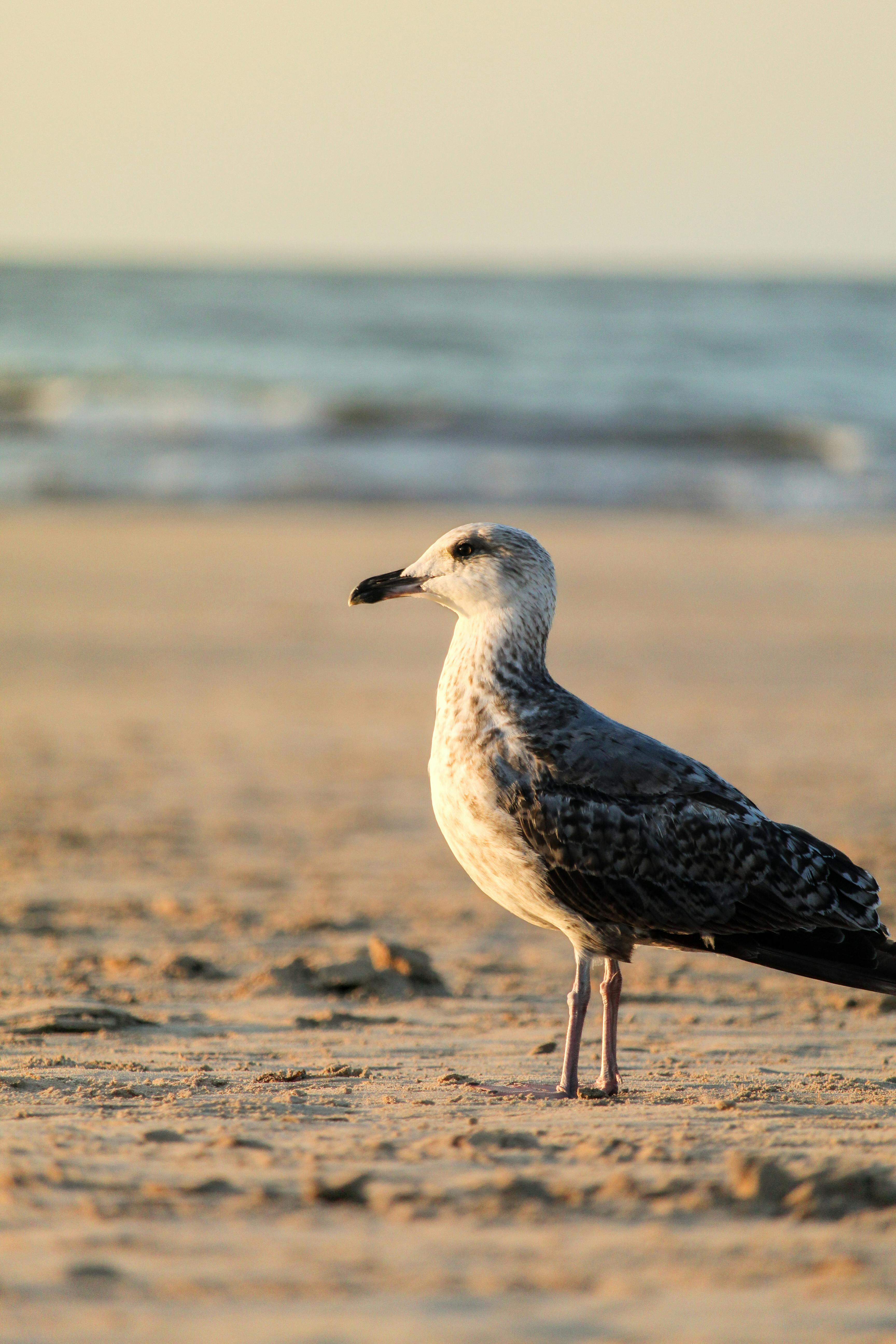 Lighting Animals Photos, Download The BEST Free Lighting Animals Stock ...