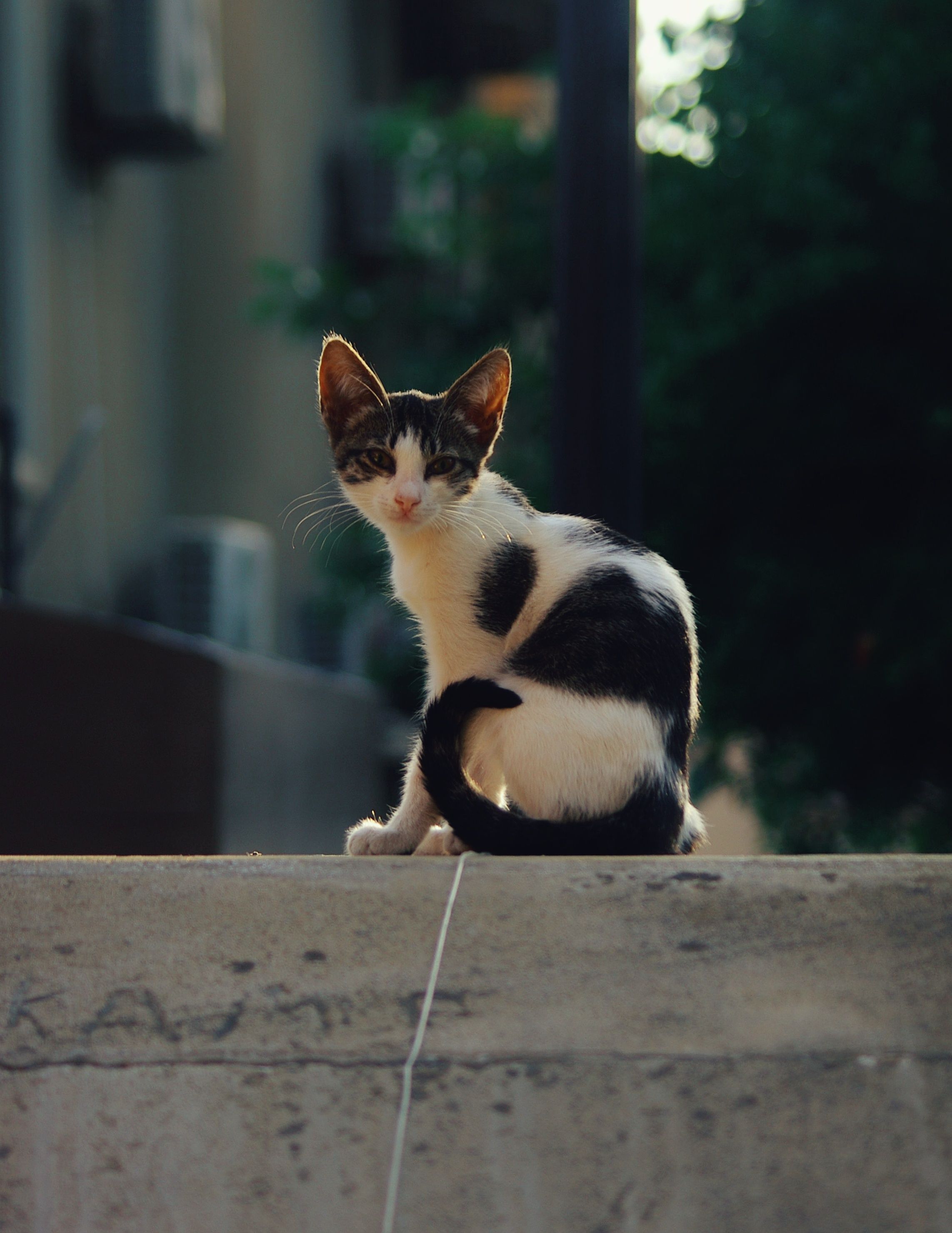 Encantador Gatito Sentado Al Aire Libre En Un Día Soleado · Foto de ...
