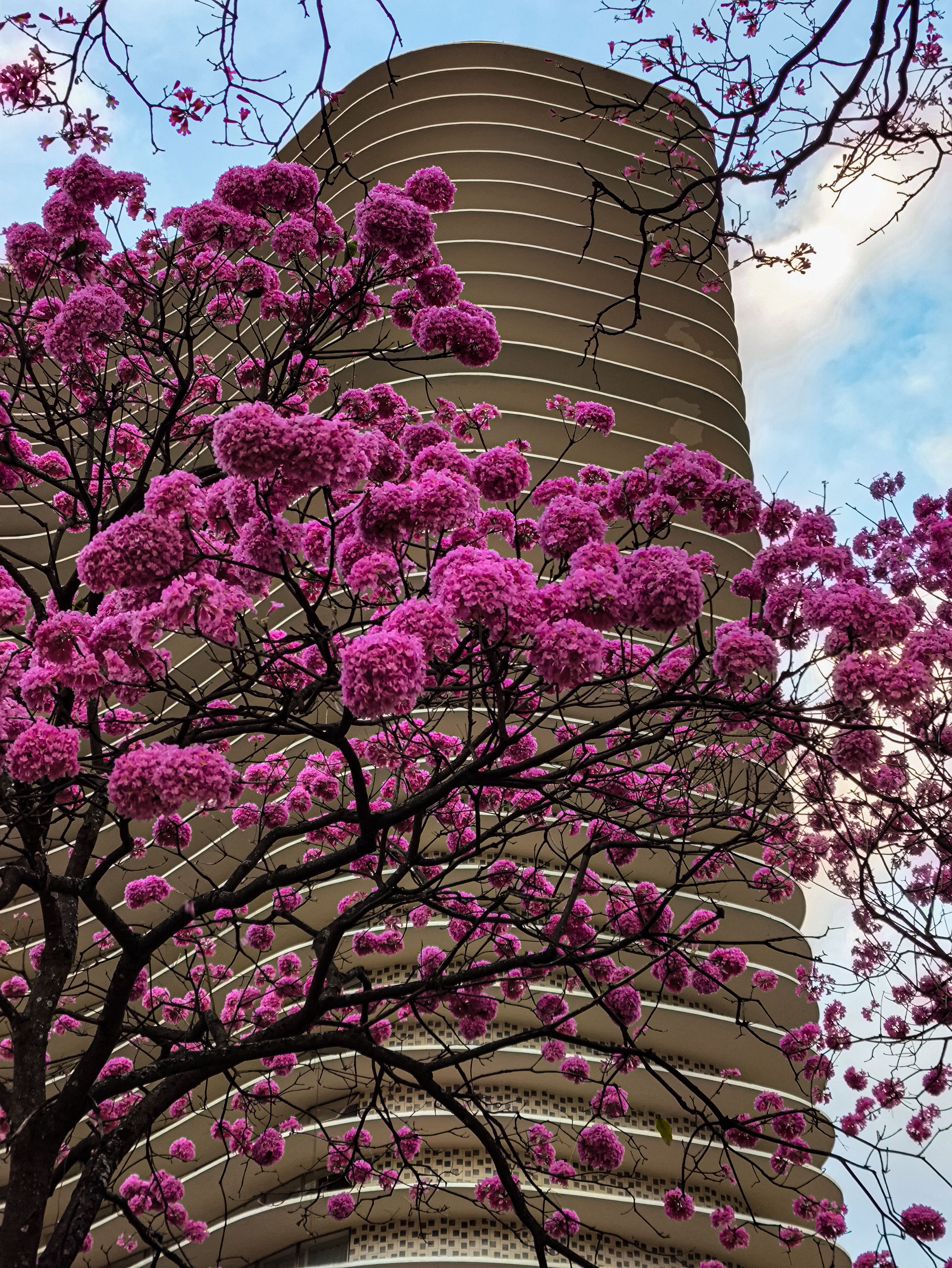 Bunga Tabebuia Merah Muda Bermekaran Di Tengah Arsitektur Modern · Foto ...