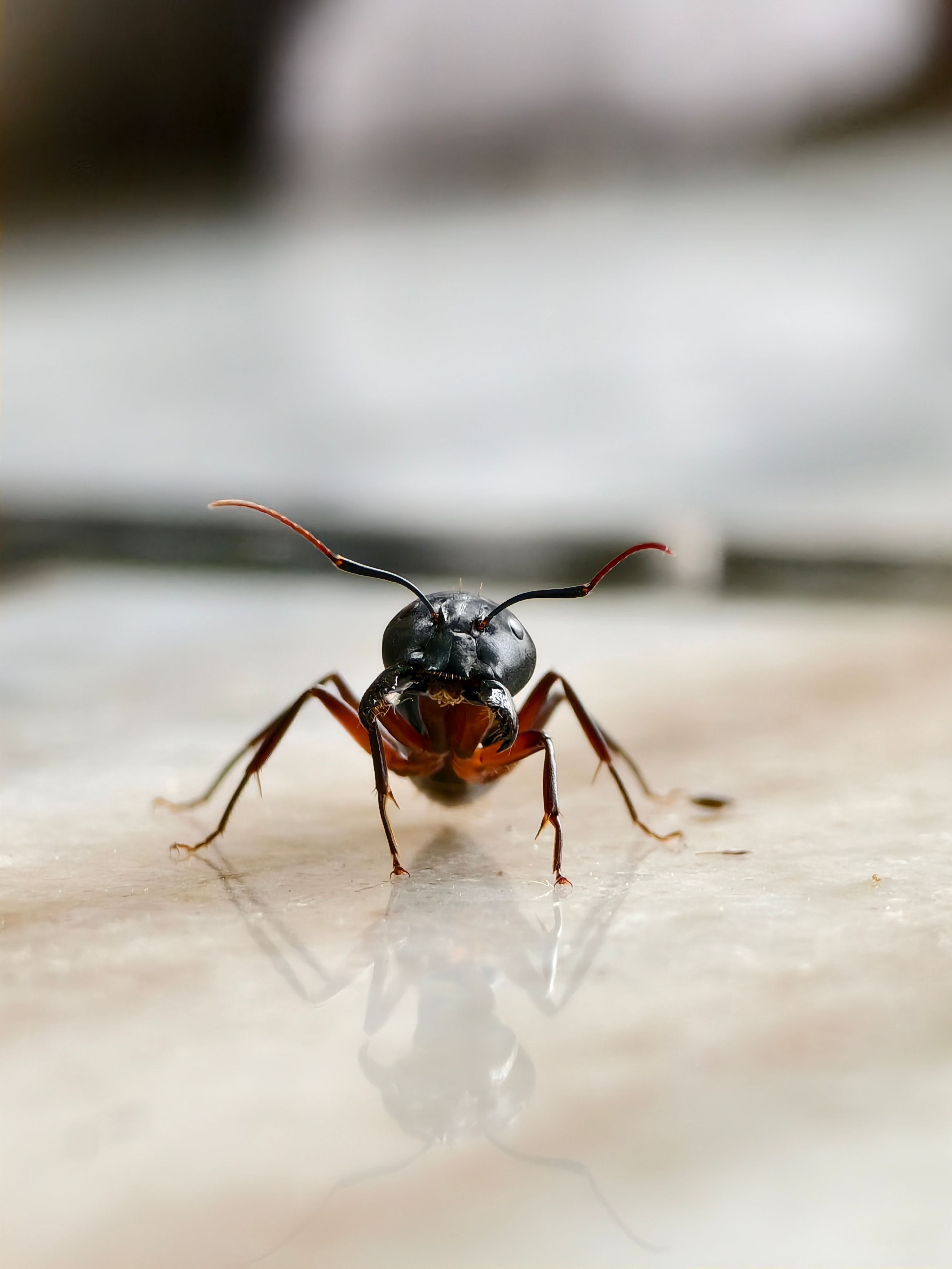 Close-Up of a Black Ant on Marble Surface · Free Stock Photo