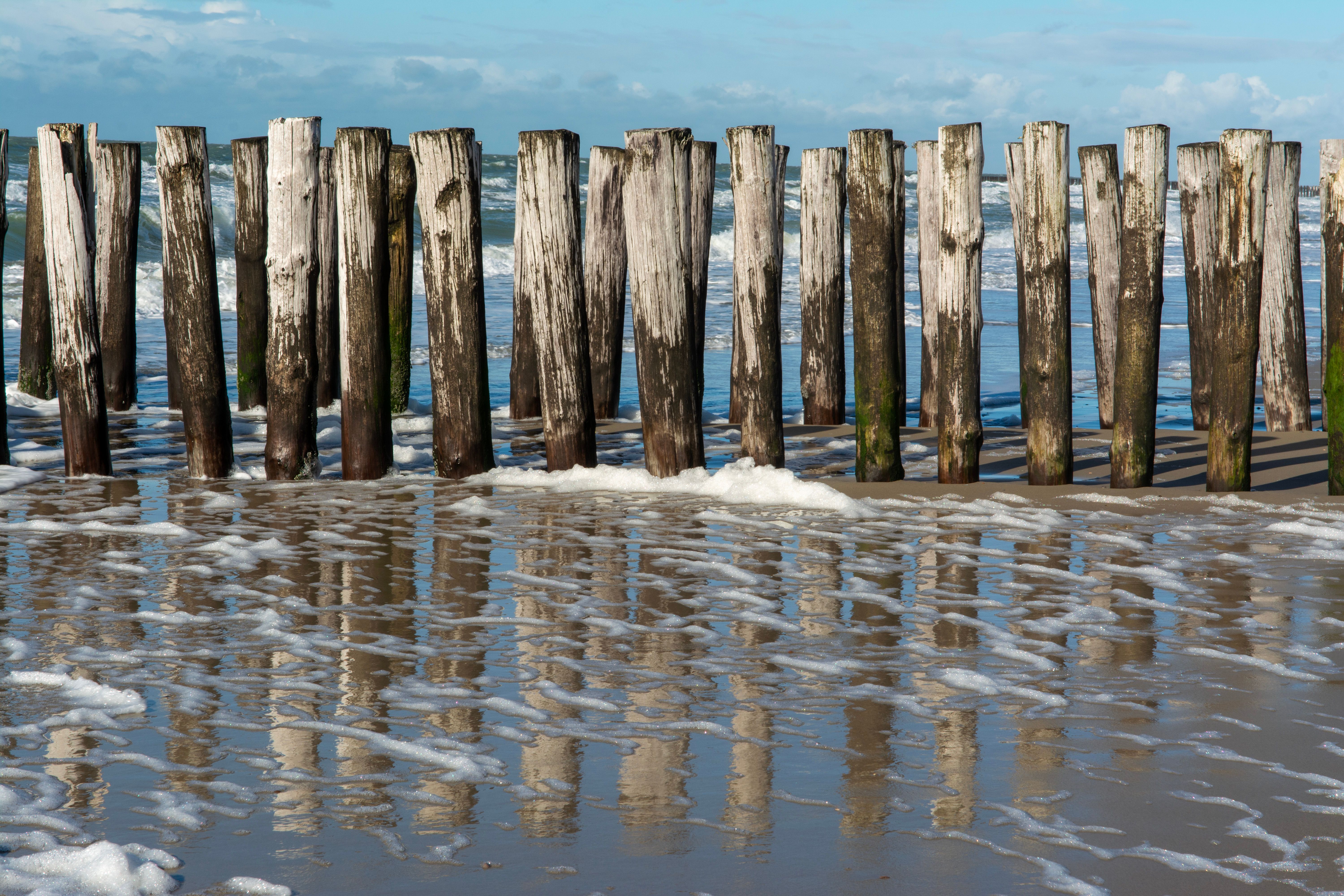 Weathered Wooden Pilings on a Beach Shoreline · Free Stock Photo