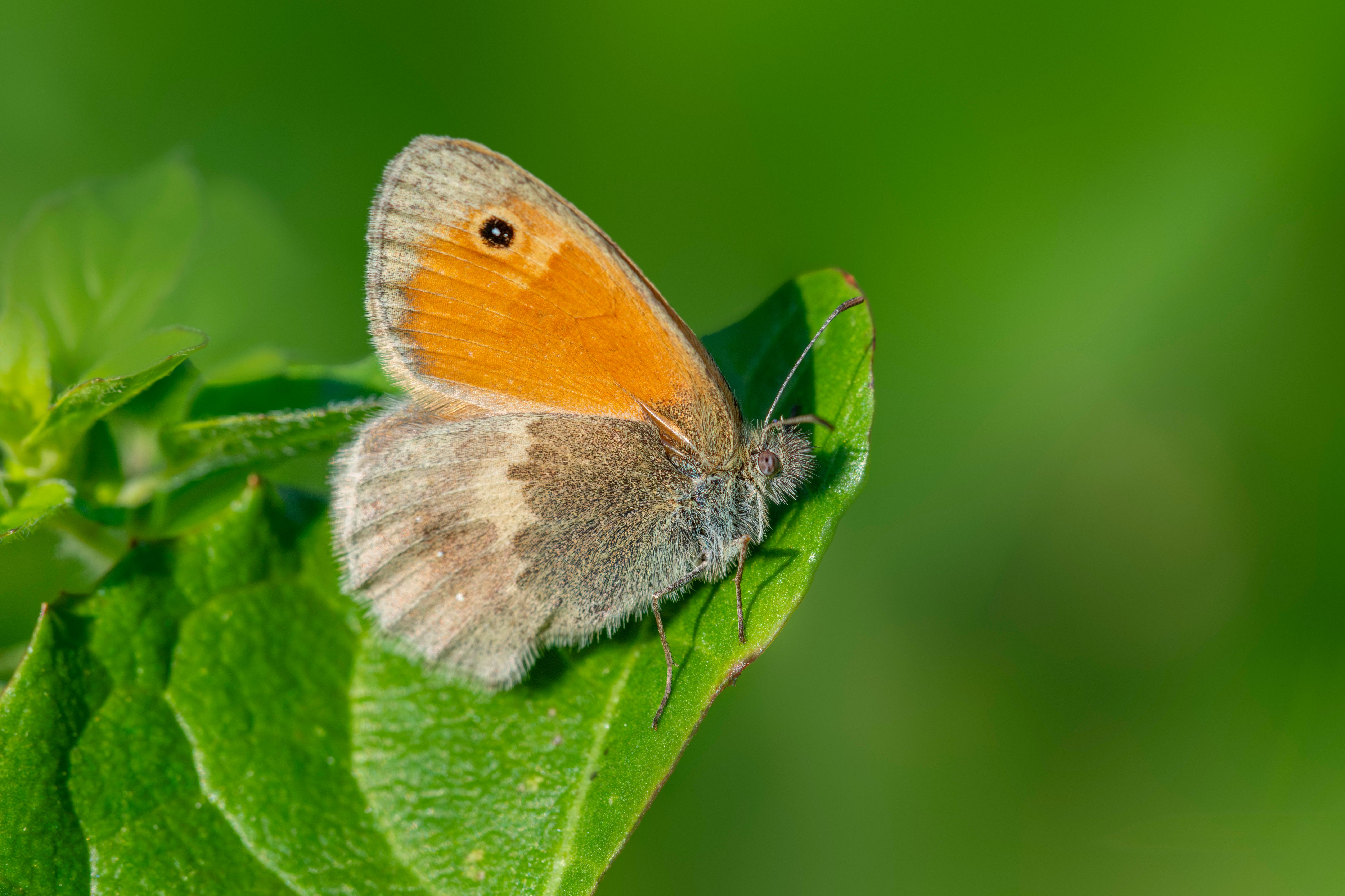Close-up of a Chestnut Heath Butterfly on Leaf · Free Stock Photo