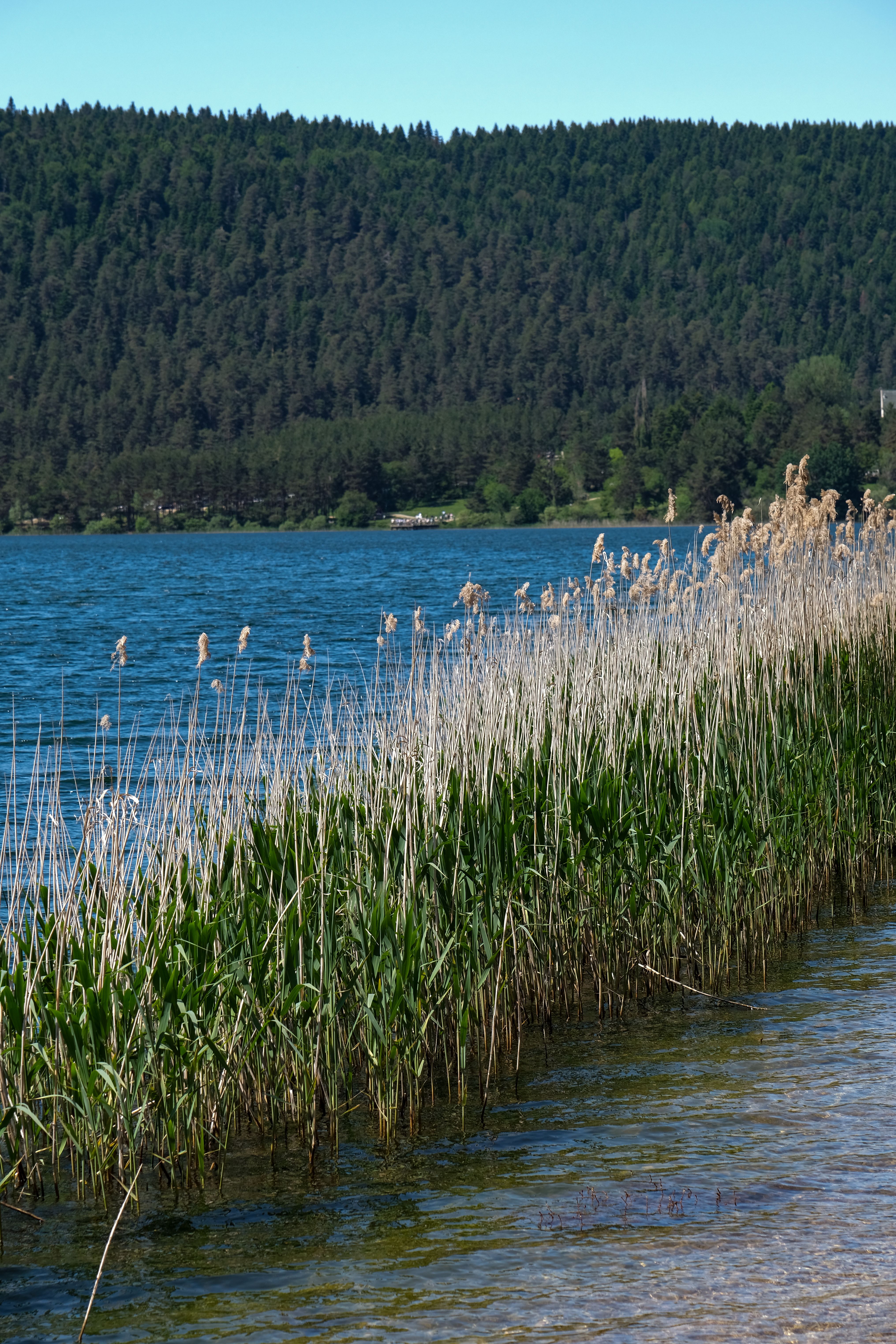 Spanish Reed Photos, Download The BEST Free Spanish Reed Stock Photos ...