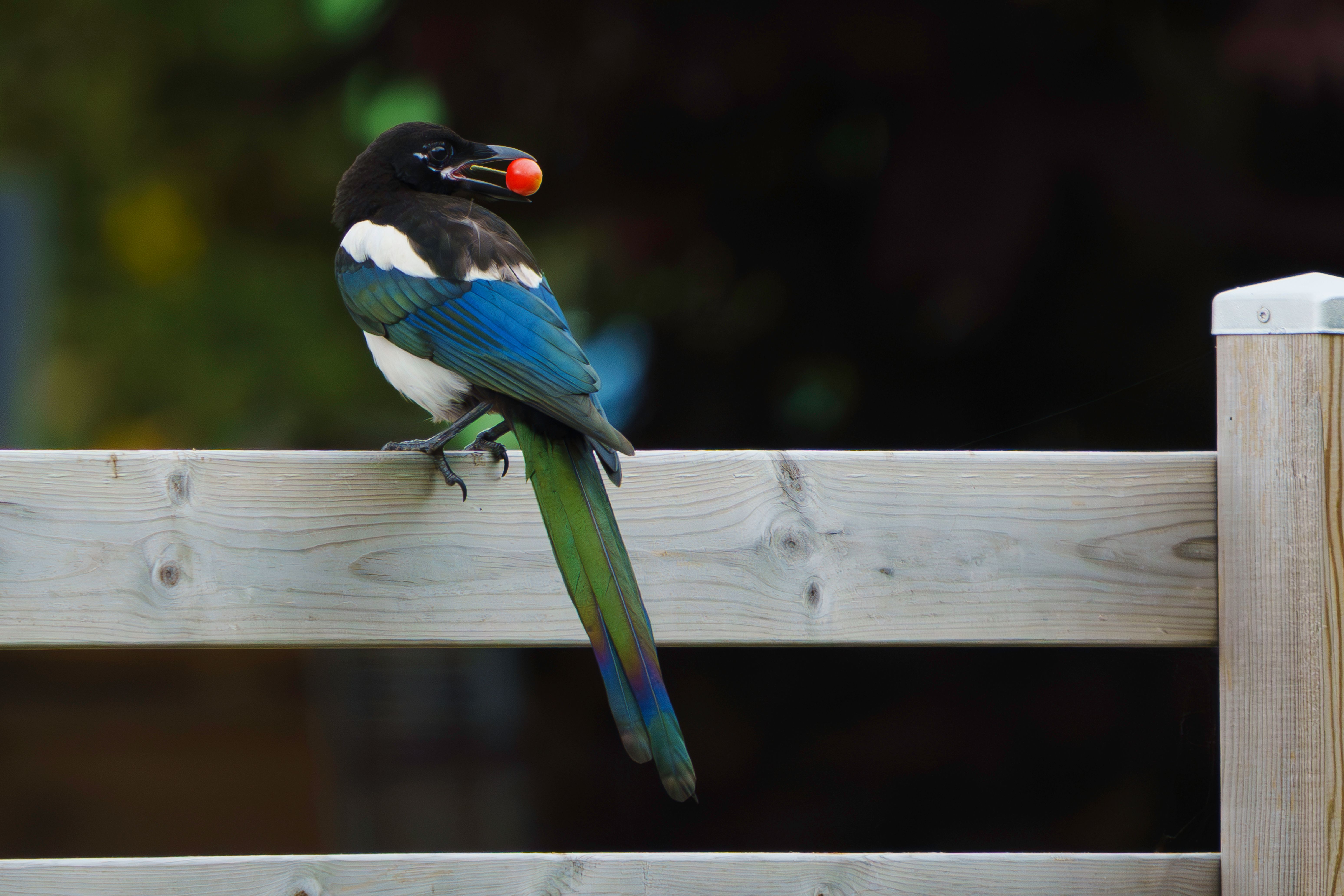 Eurasian Magpie with Berry on Wooden Fence · Free Stock Photo