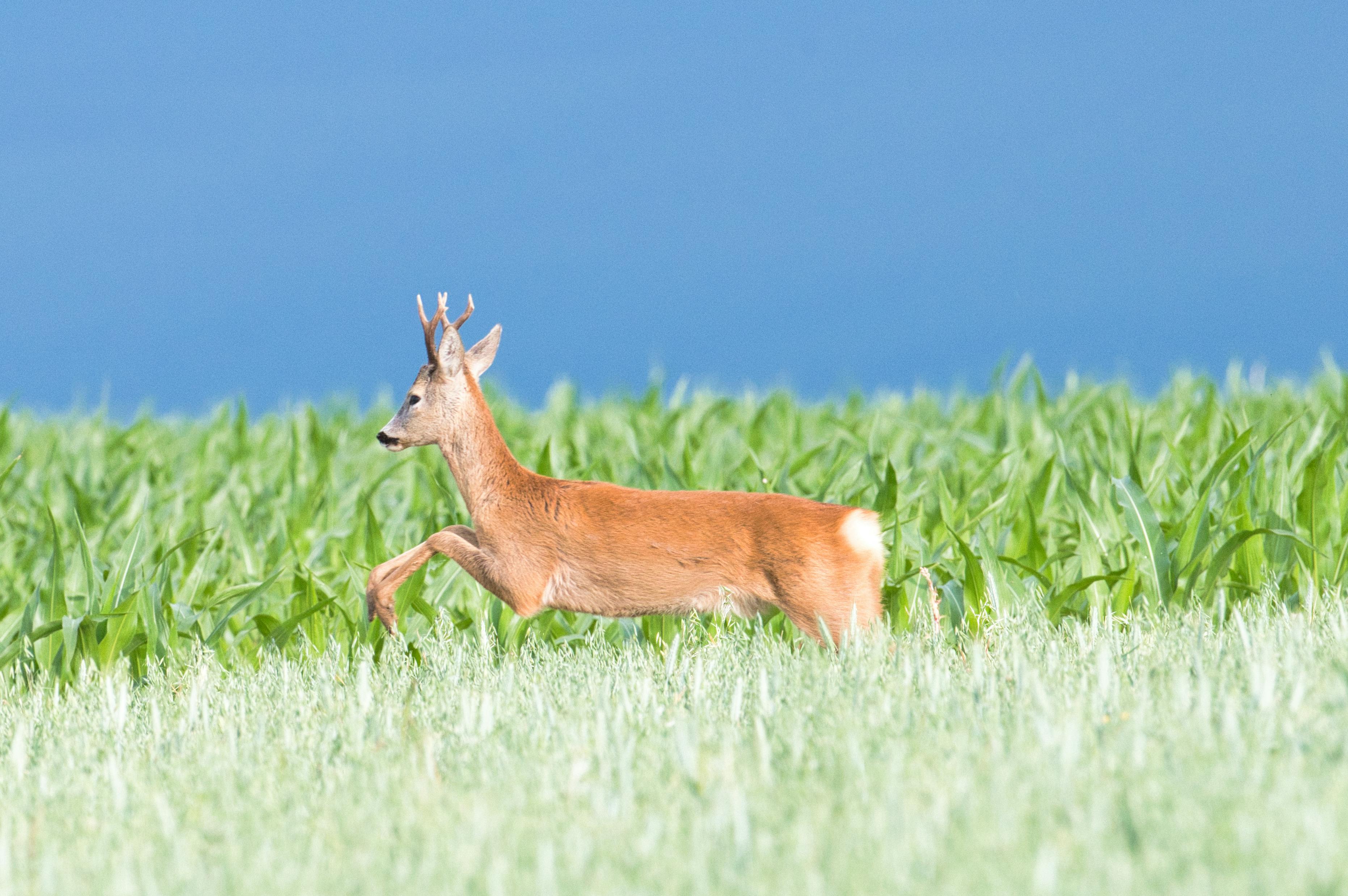 Pog Horns Photos, Download The BEST Free Pog Horns Stock Photos & HD Images