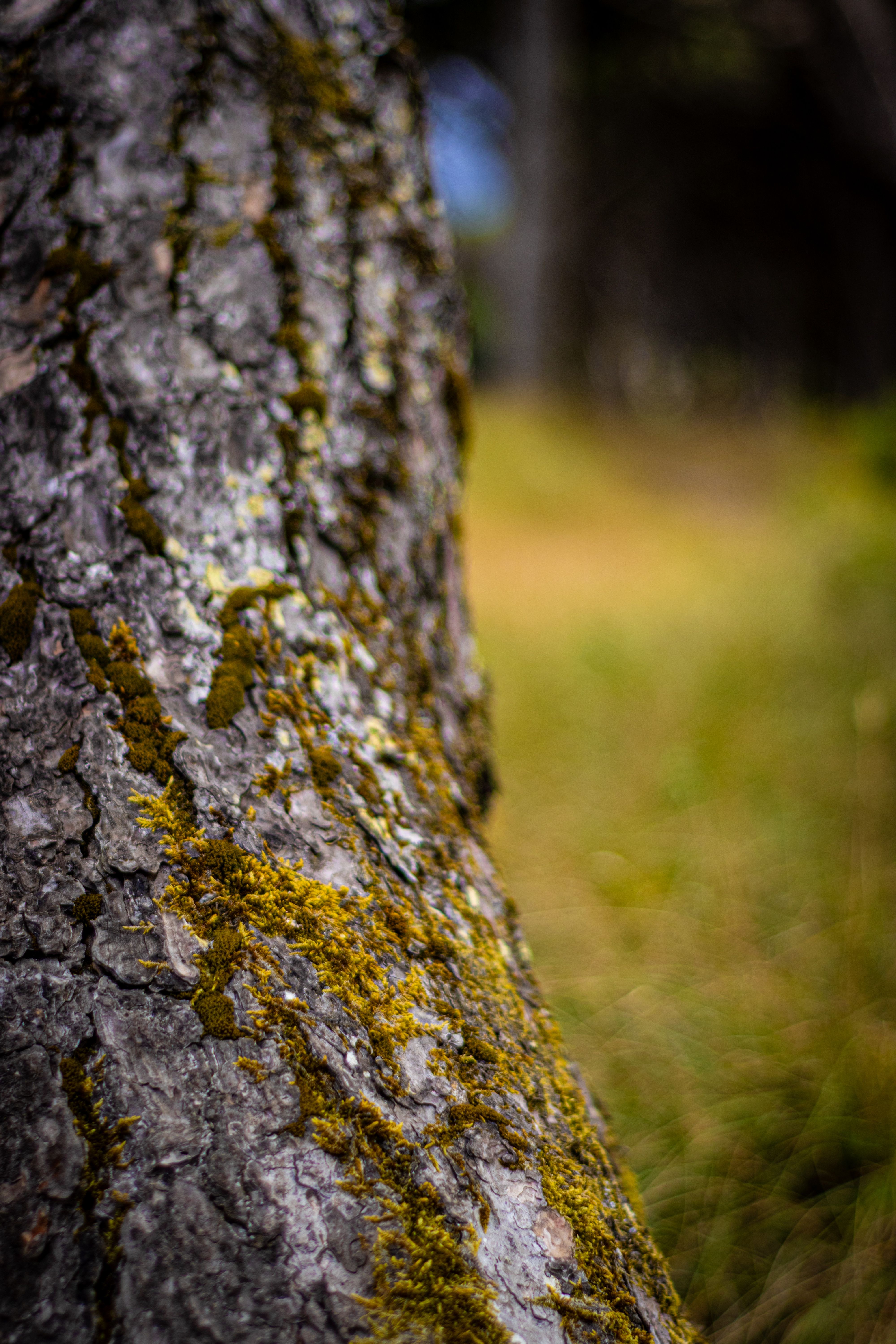 Close-Up of Moss-Covered Tree Bark in Forest · Free Stock Photo
