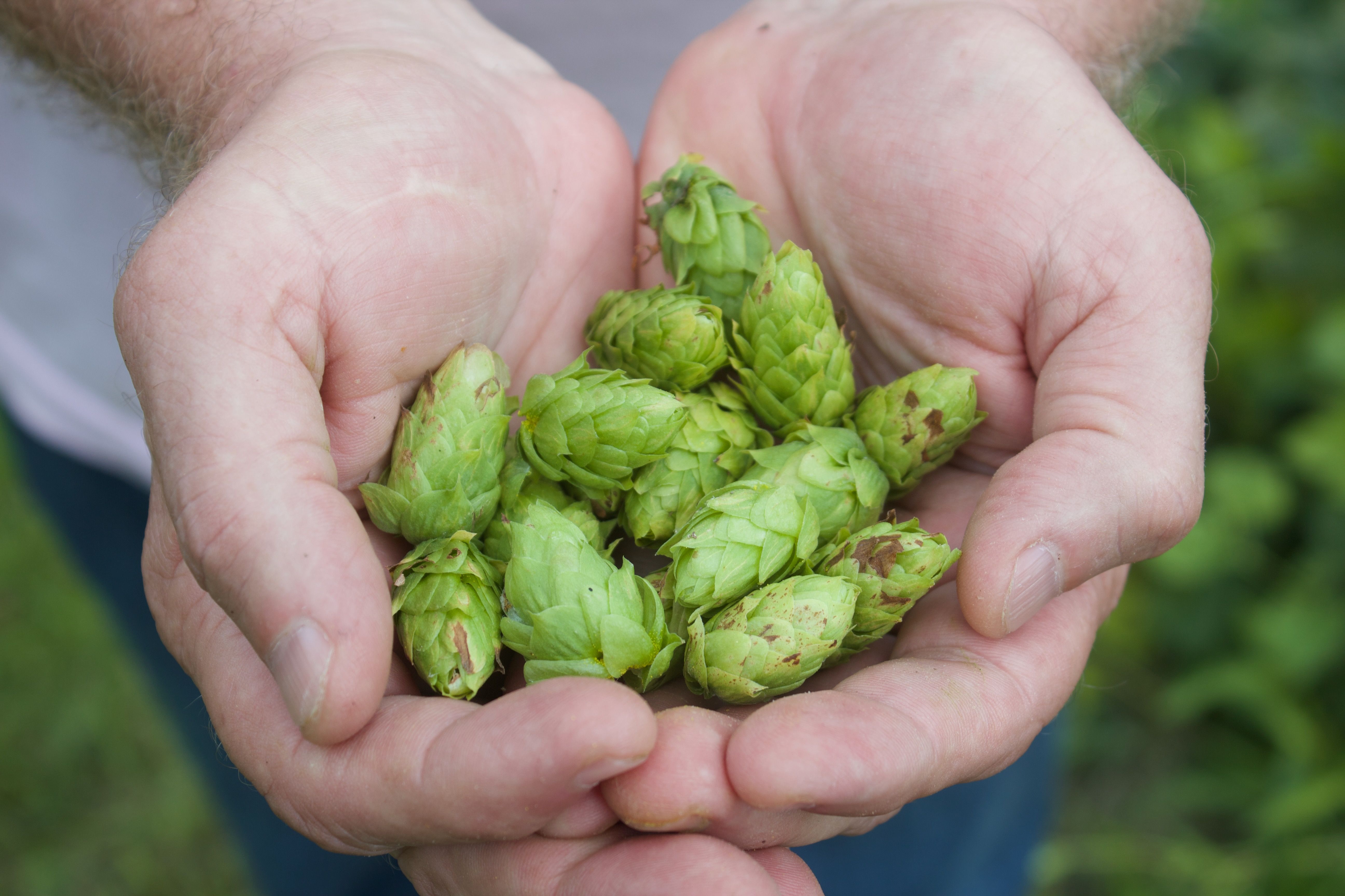 Hop Background Photos, Download The BEST Free Hop Background Stock ...