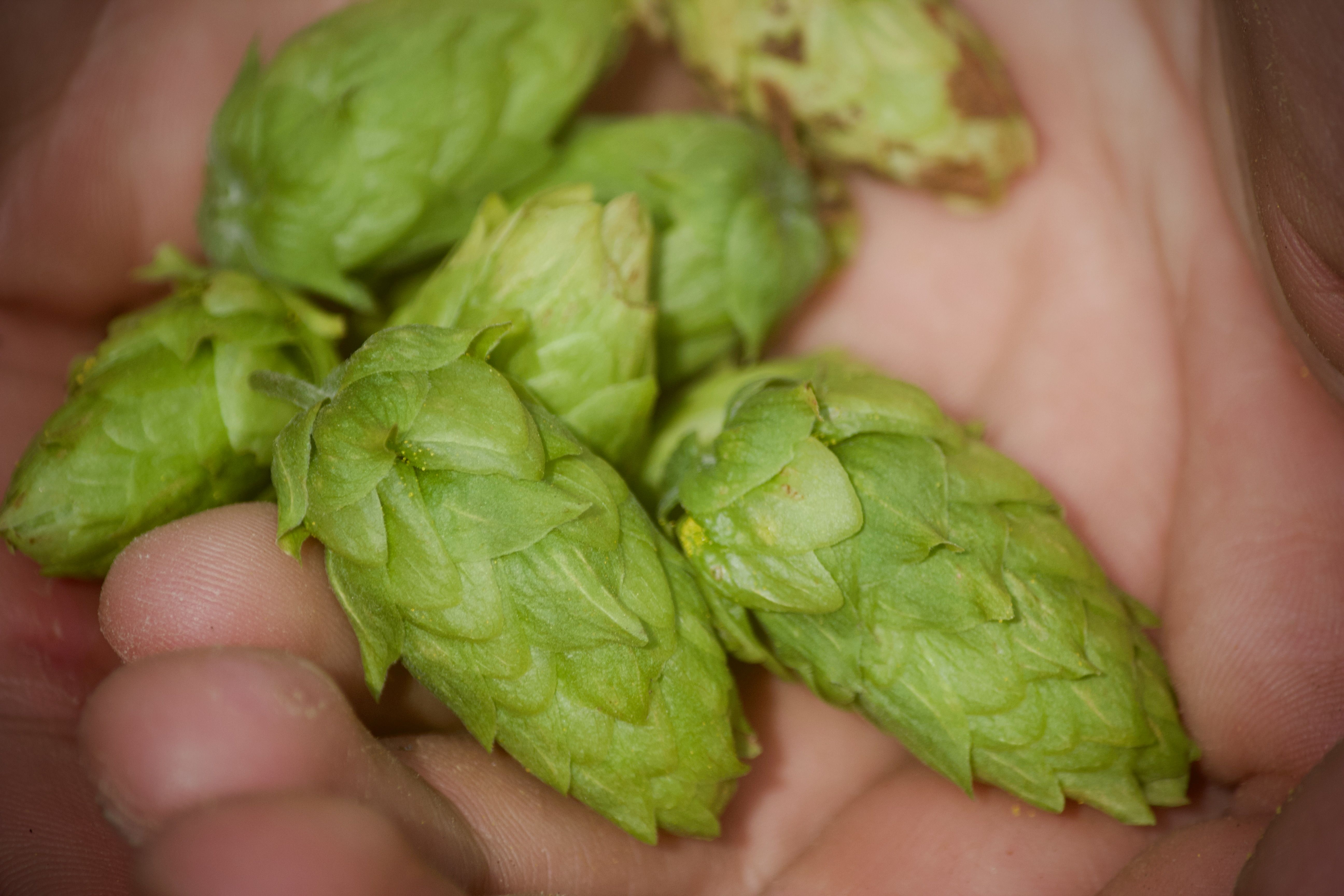 Close-up of Fresh Hops in Hands Ohio Farm · Free Stock Photo